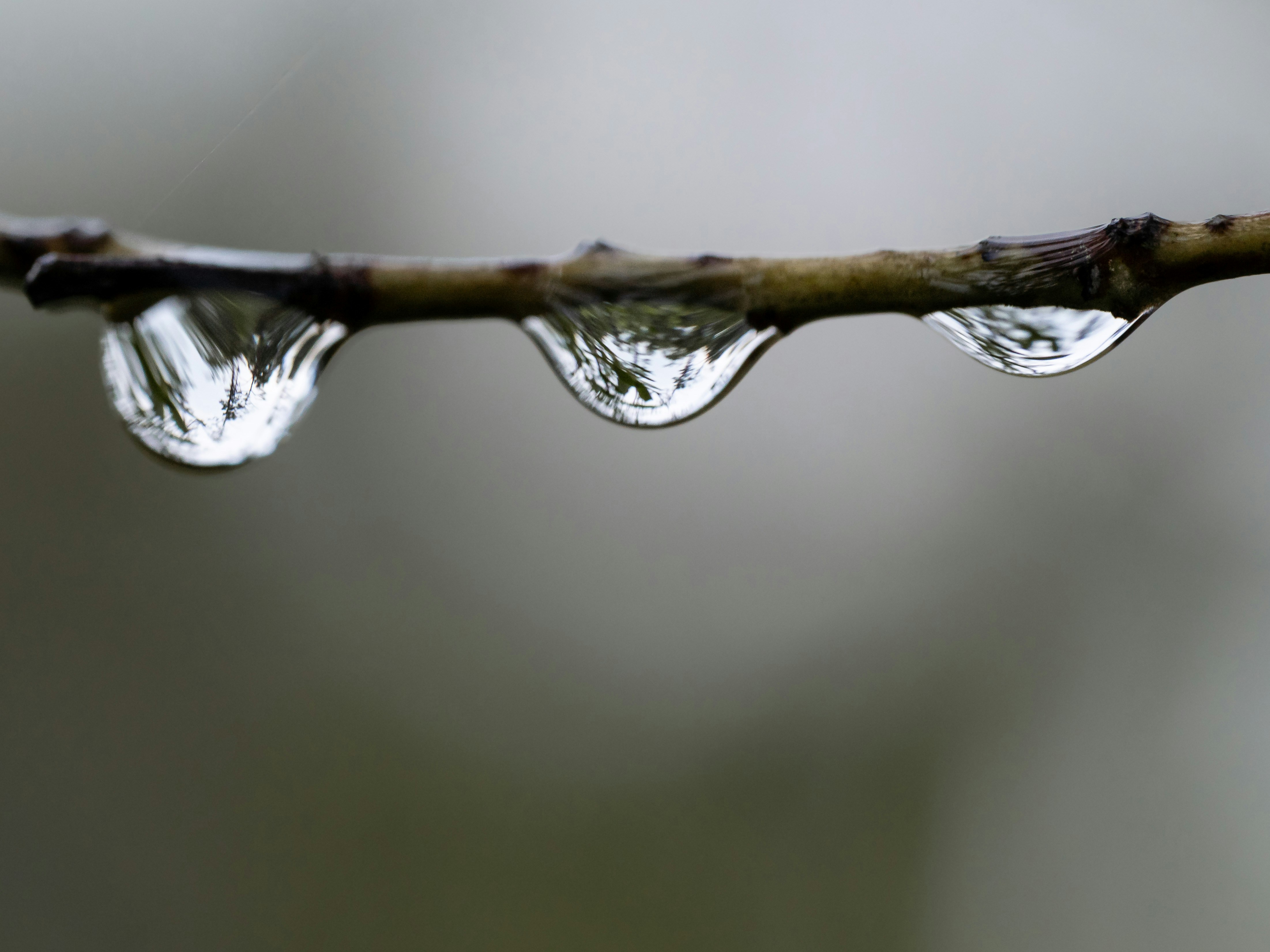 Liquid Luster: Droplets Hanging on a Winter Twig