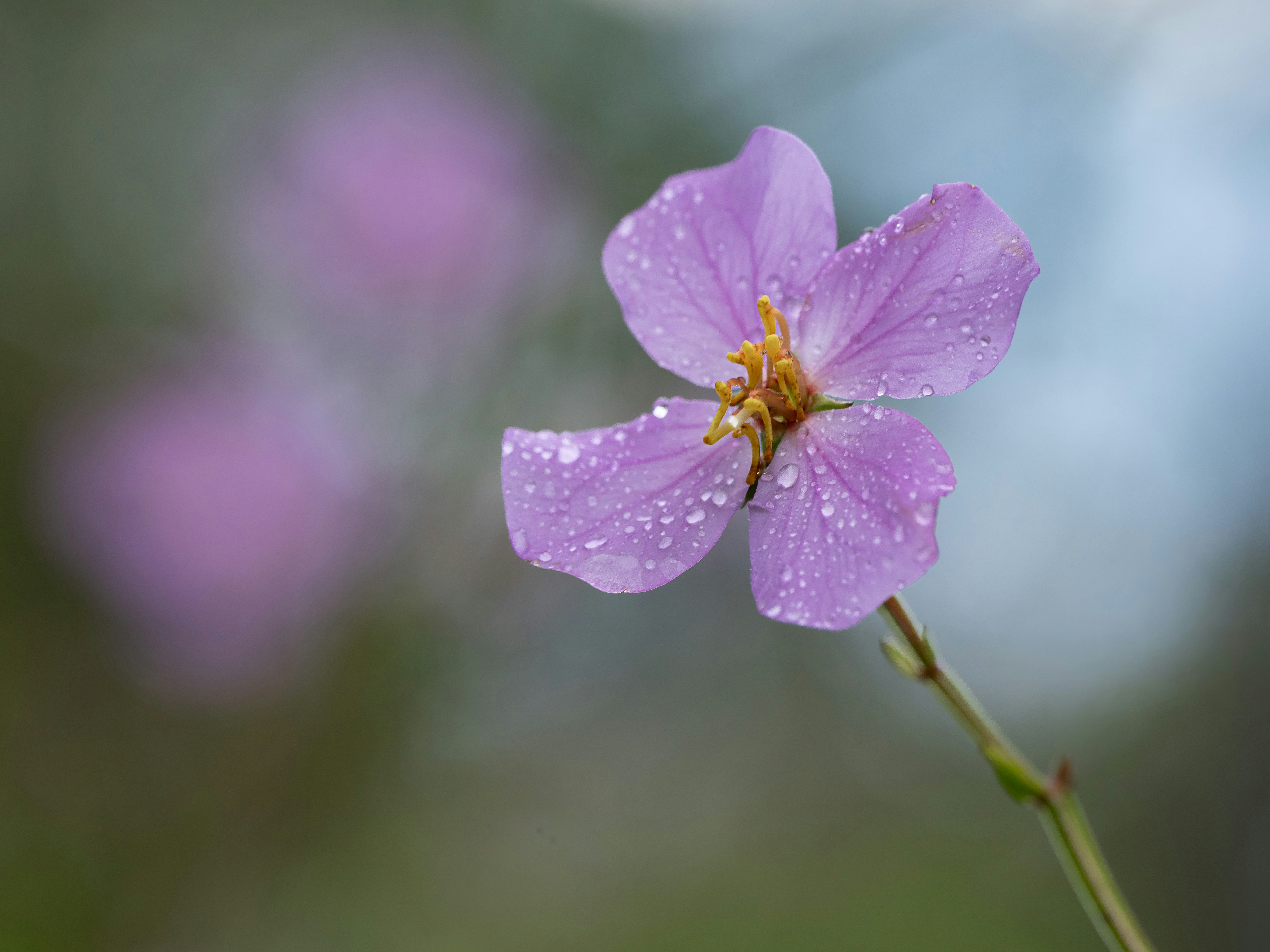 Soft Pink Blossom in Focused Midnight Green