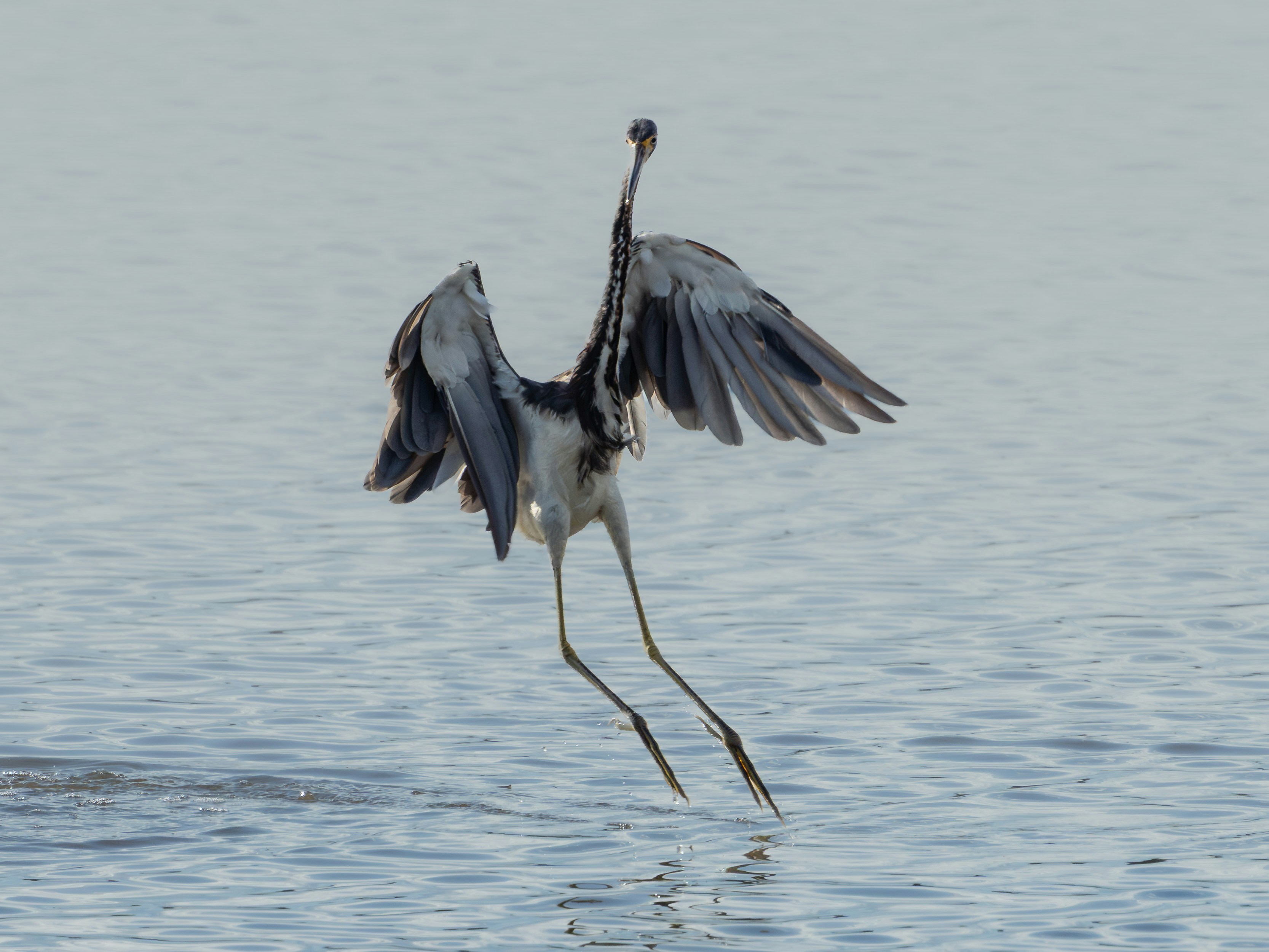Graceful Takeoff: A Grey Heron Clutches the Moment atop Glassy Waters
