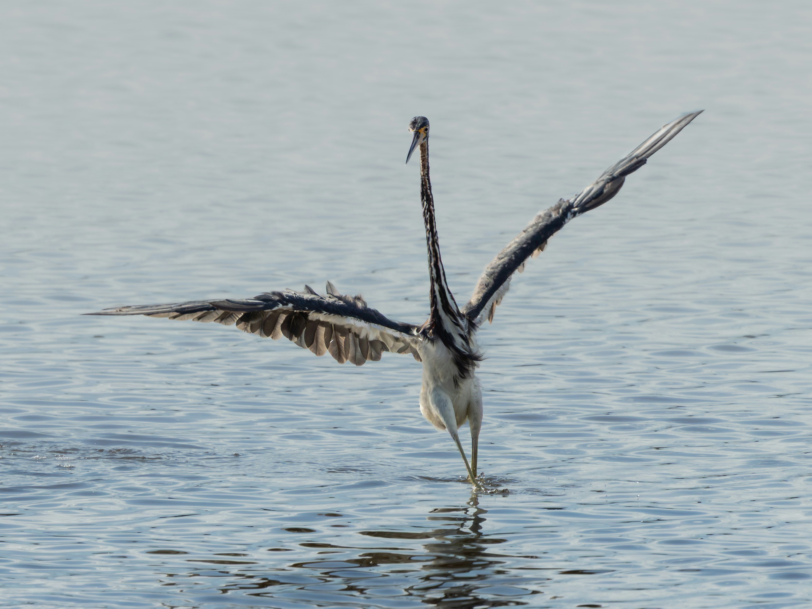 Wingbeat Balance: Heron in Still Water