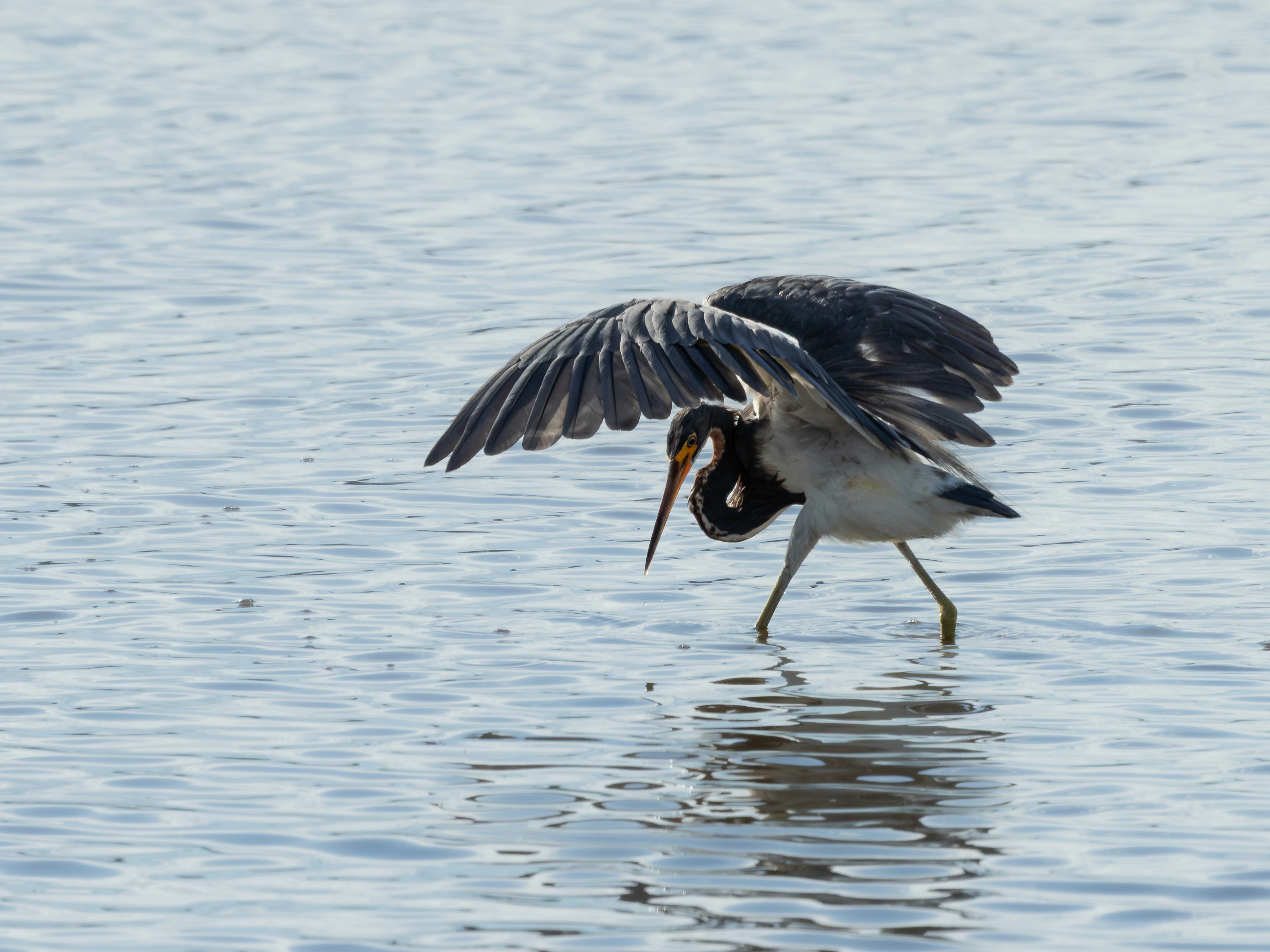 Winged Heron in Mid-Stride: Catching a Fish at Water’s Edge