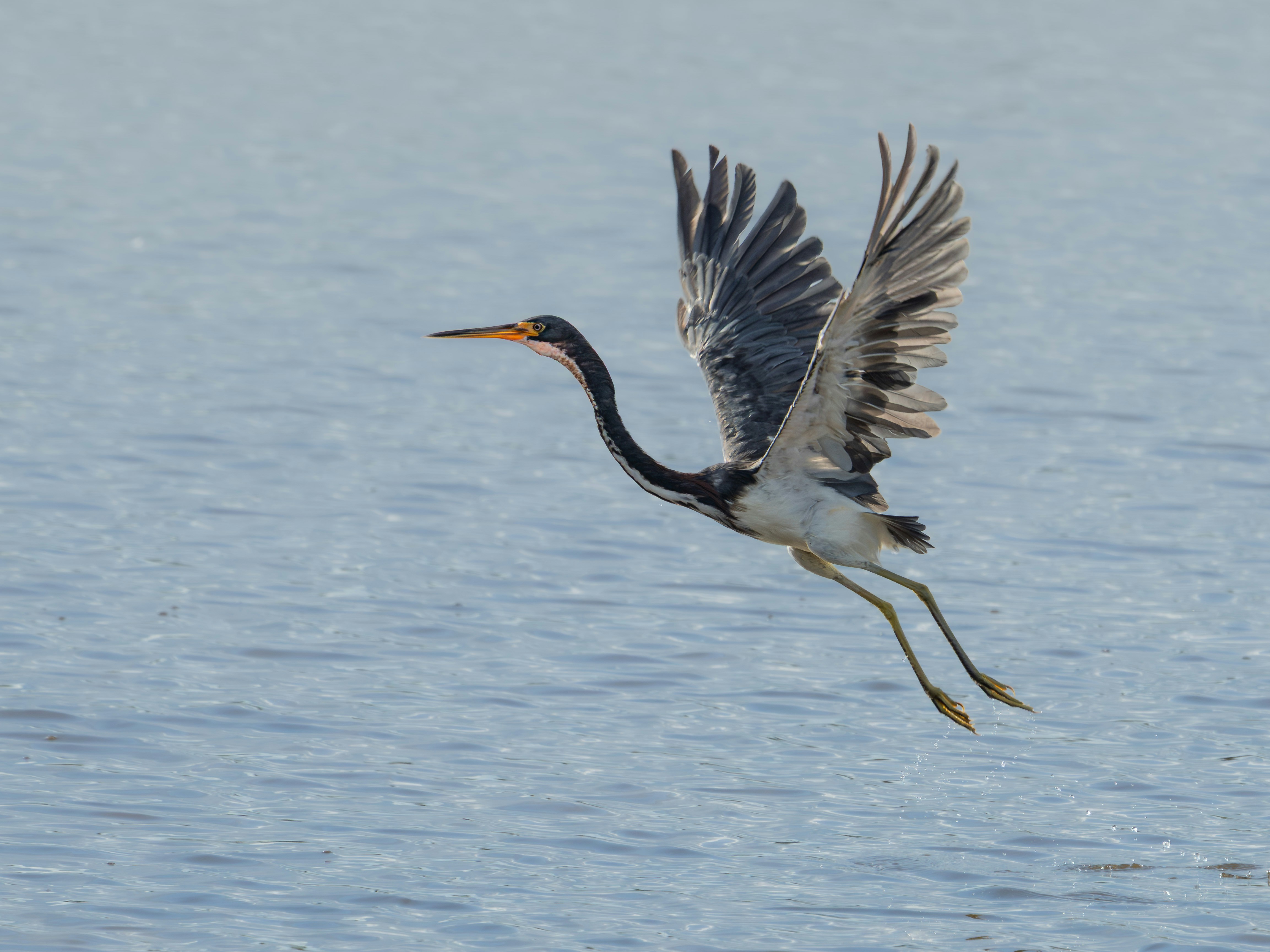 Silent Heron Lift: A Shoreline Leap in Soft Light