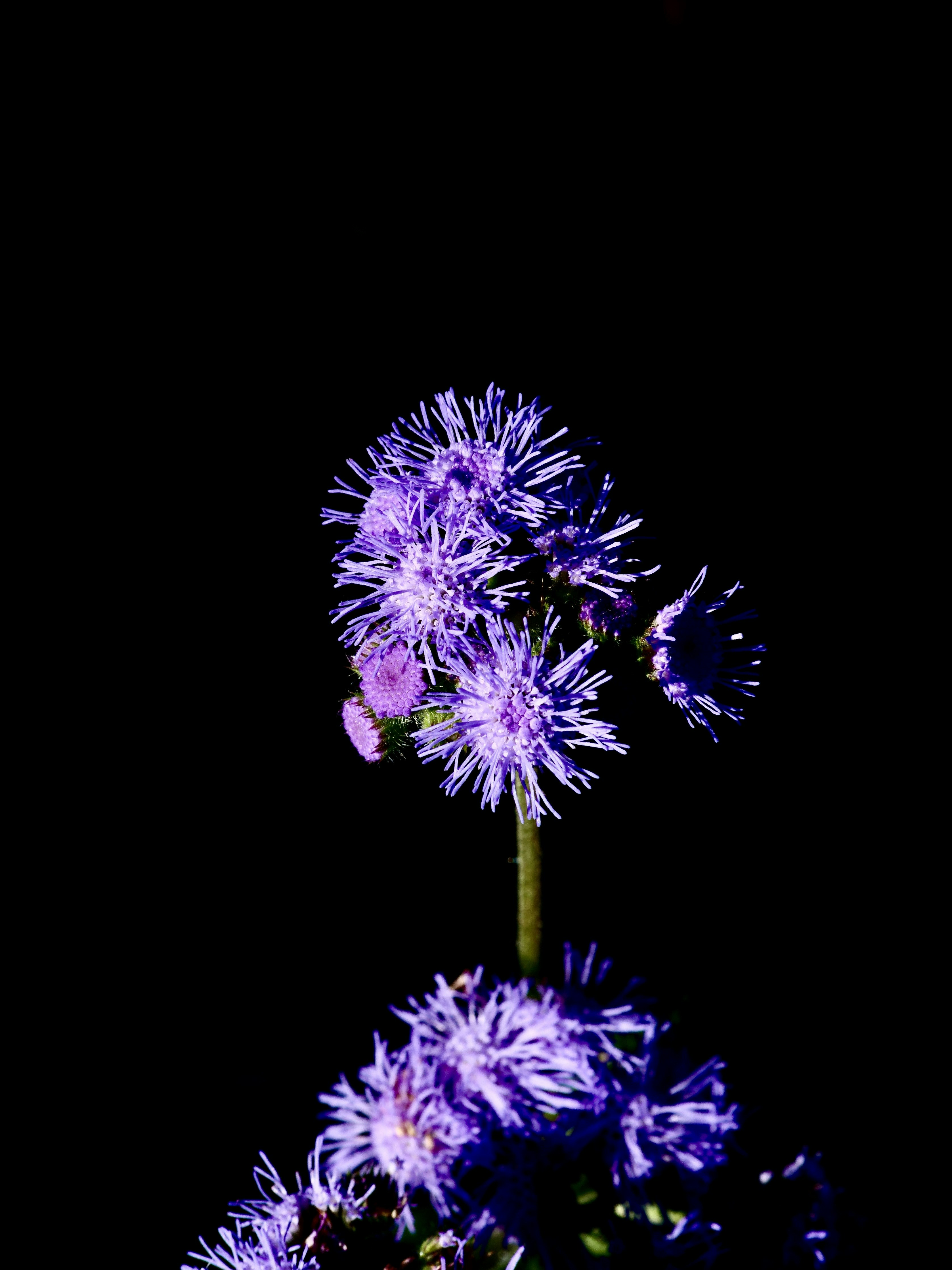 Blue Mist Flower, Conoclinium coelestinum