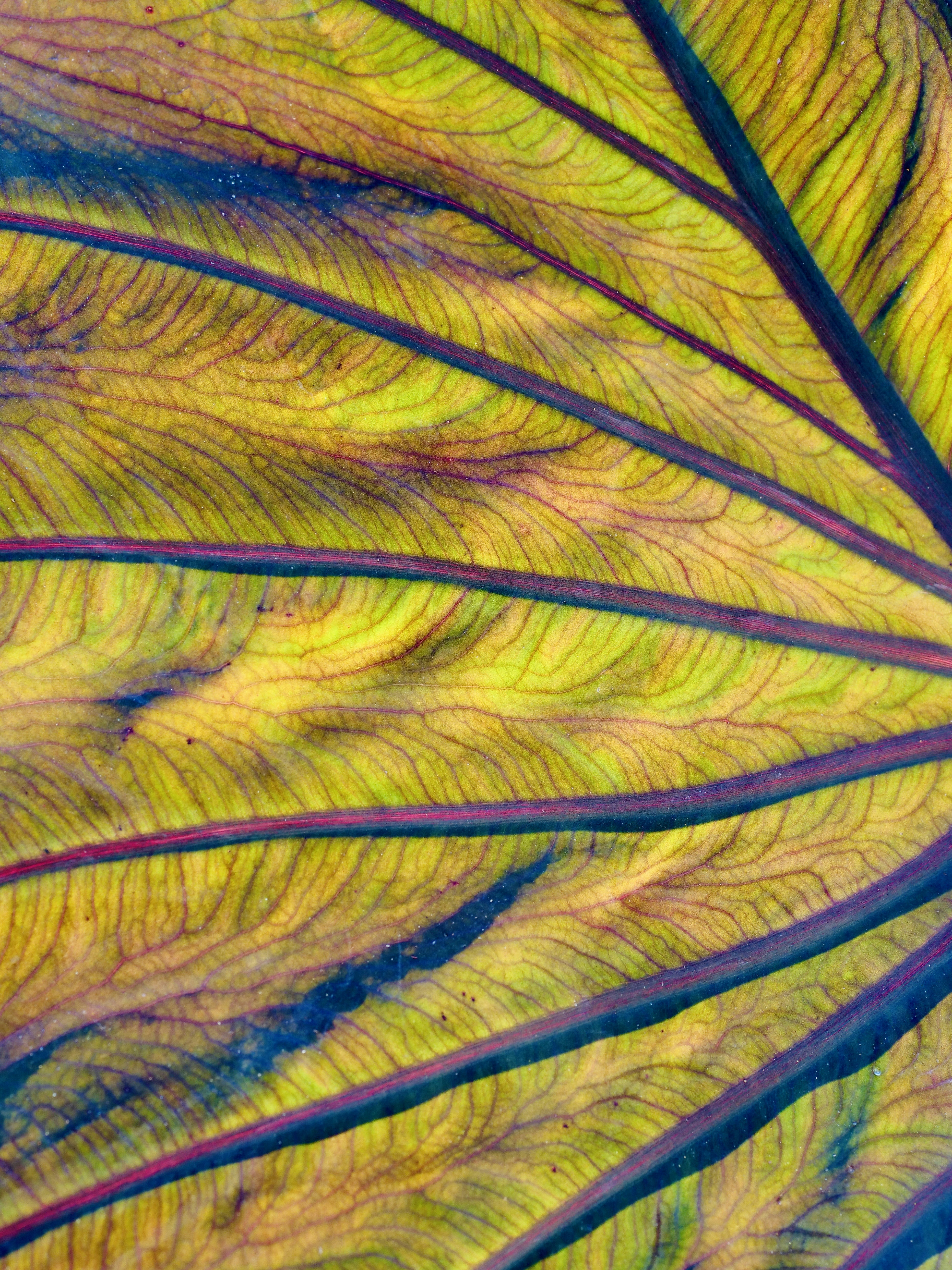 Texture of an Alocasia leaf