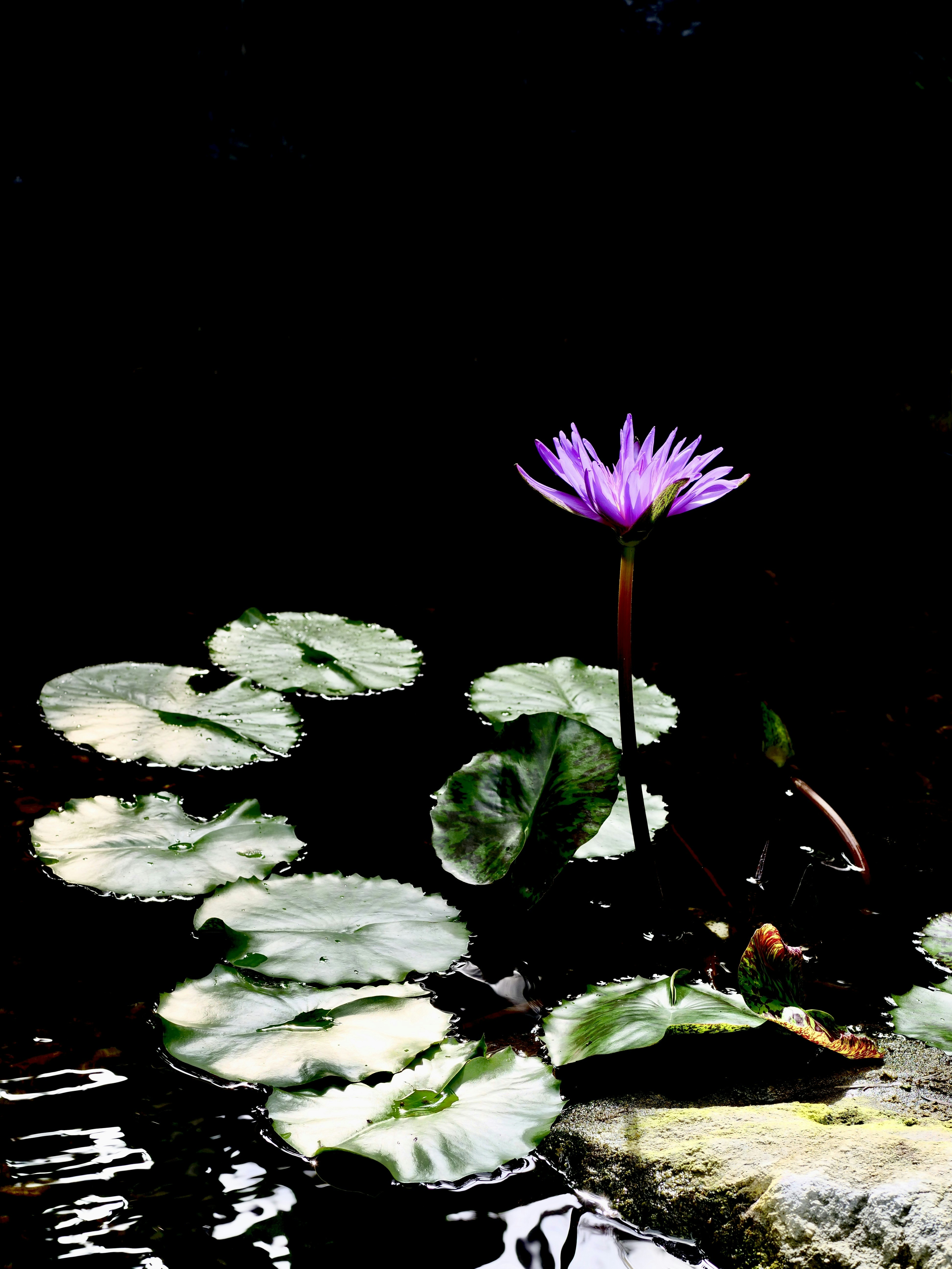Tropical water lily