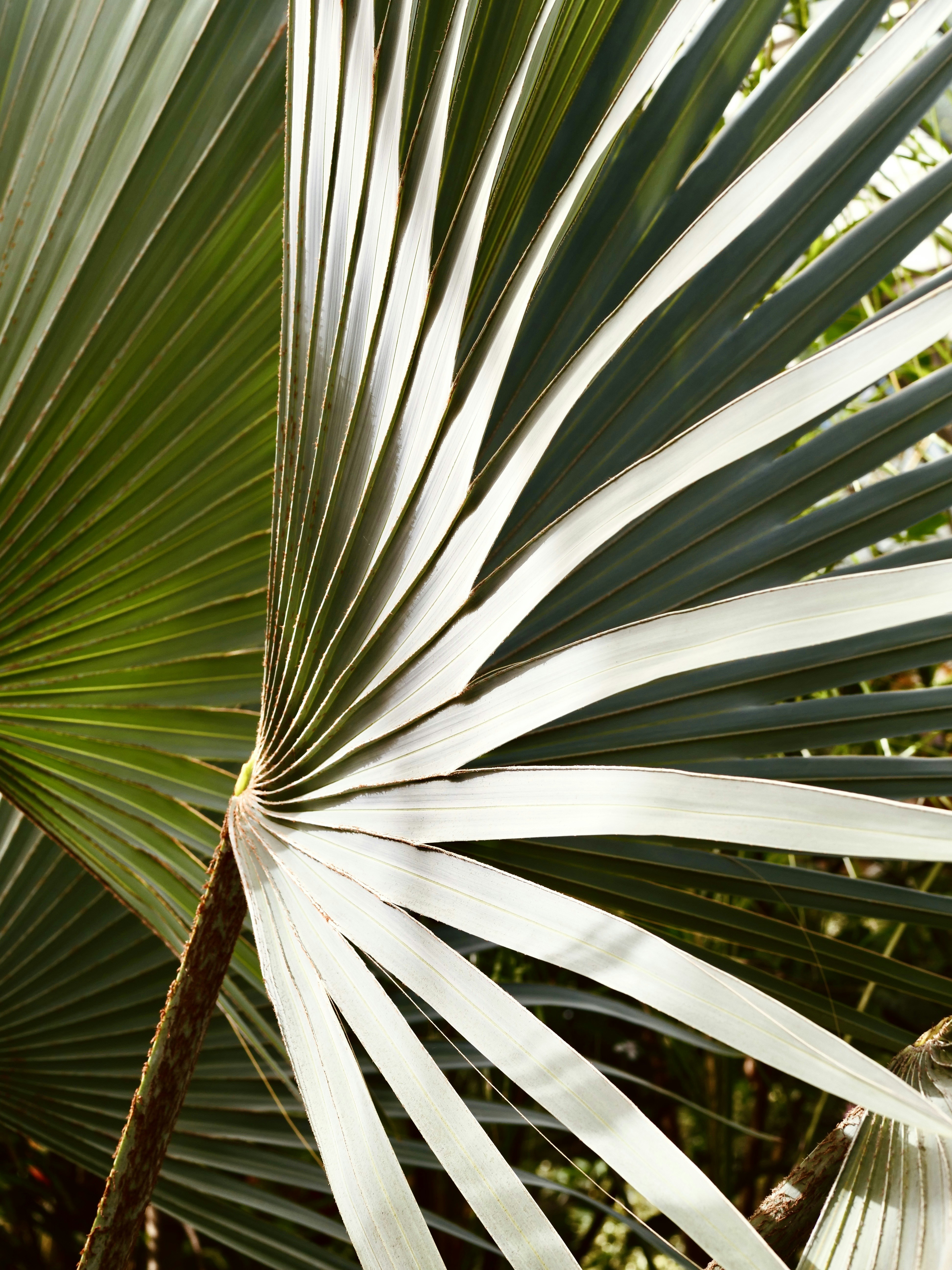 Palm frond