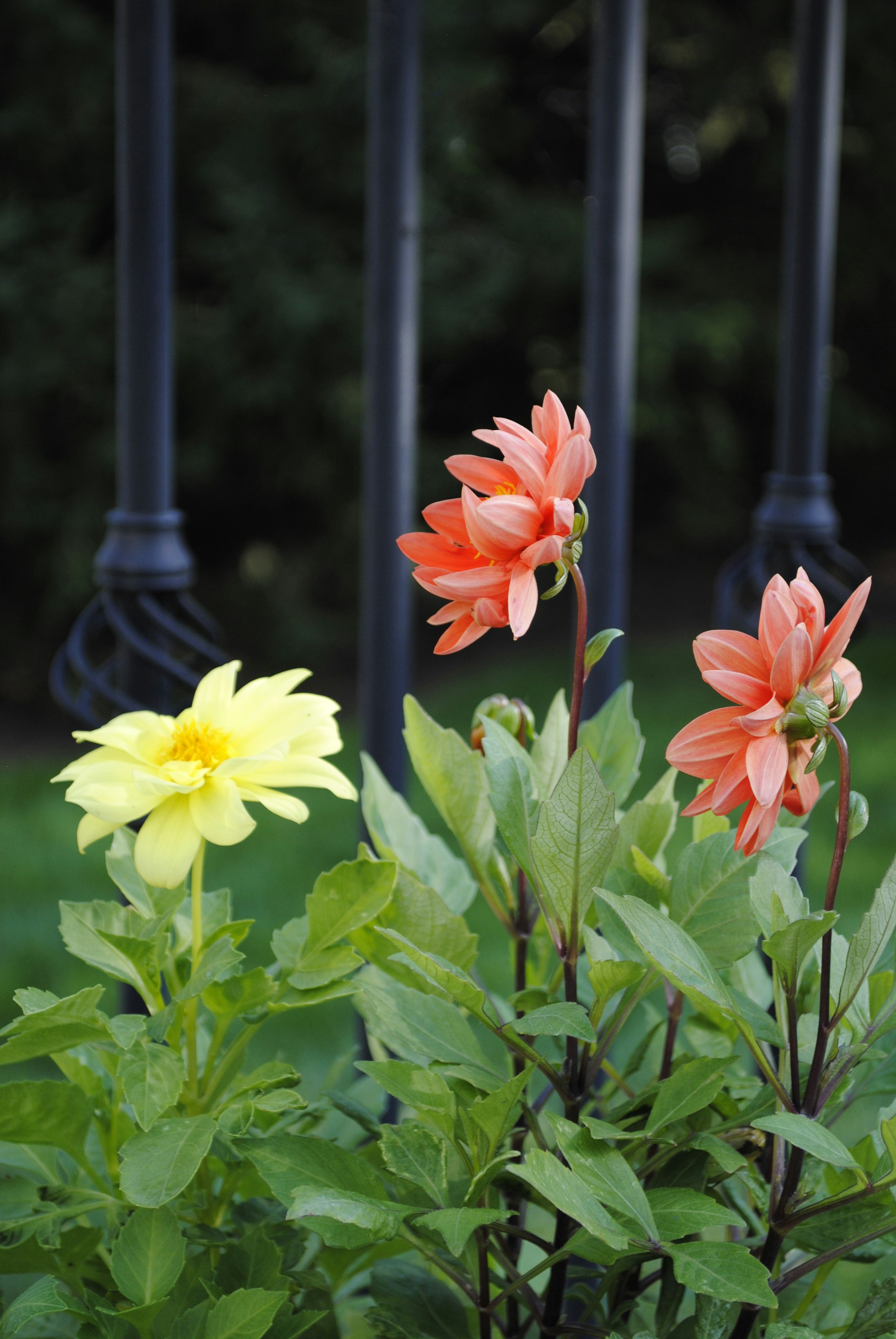 Coral Blush and Canary Bloom Above a Dark Velvet Fence