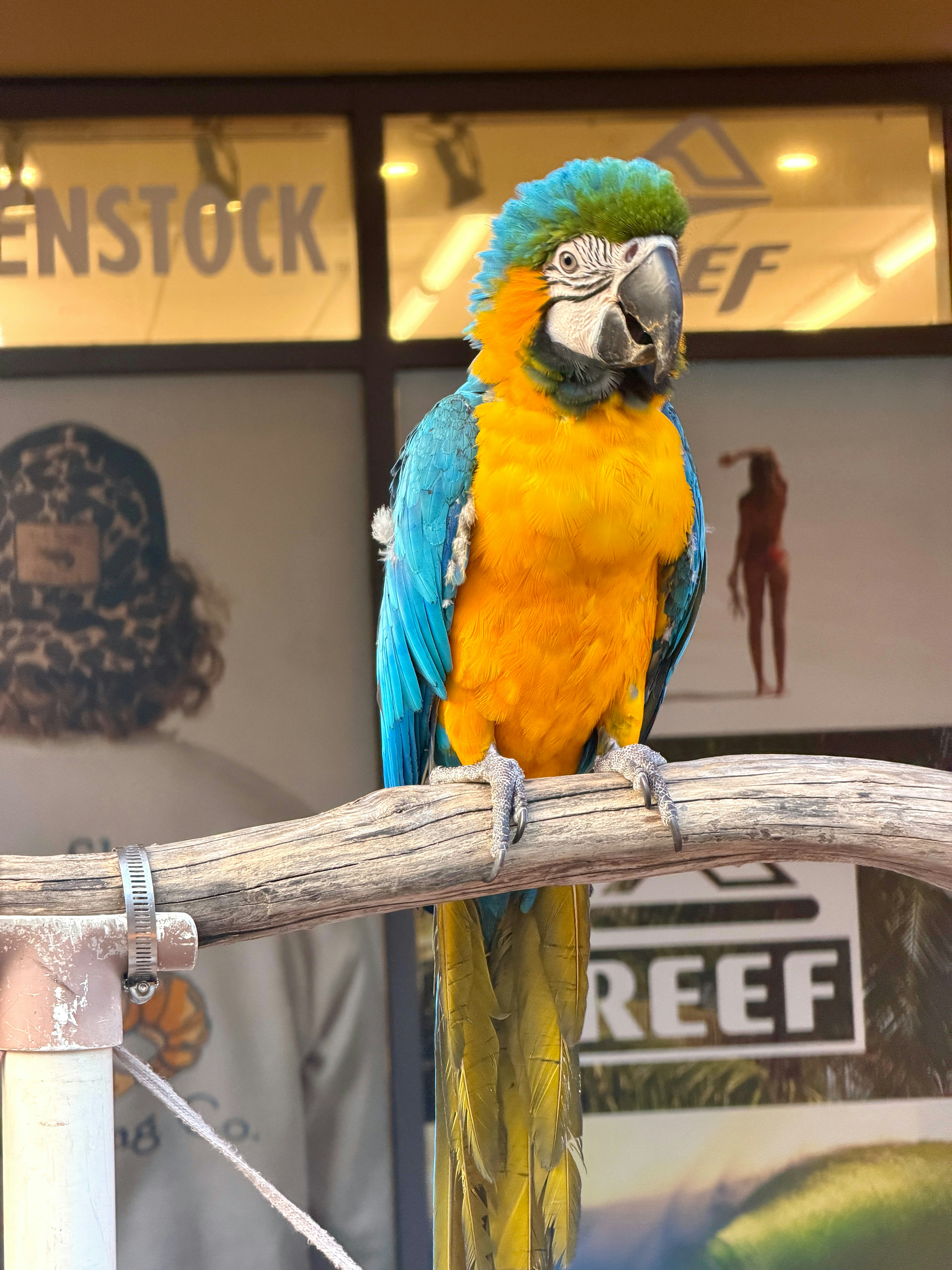 Vibrant Blue-and-Gold Macaw Perches in Front of Glassy Banner Backdrop