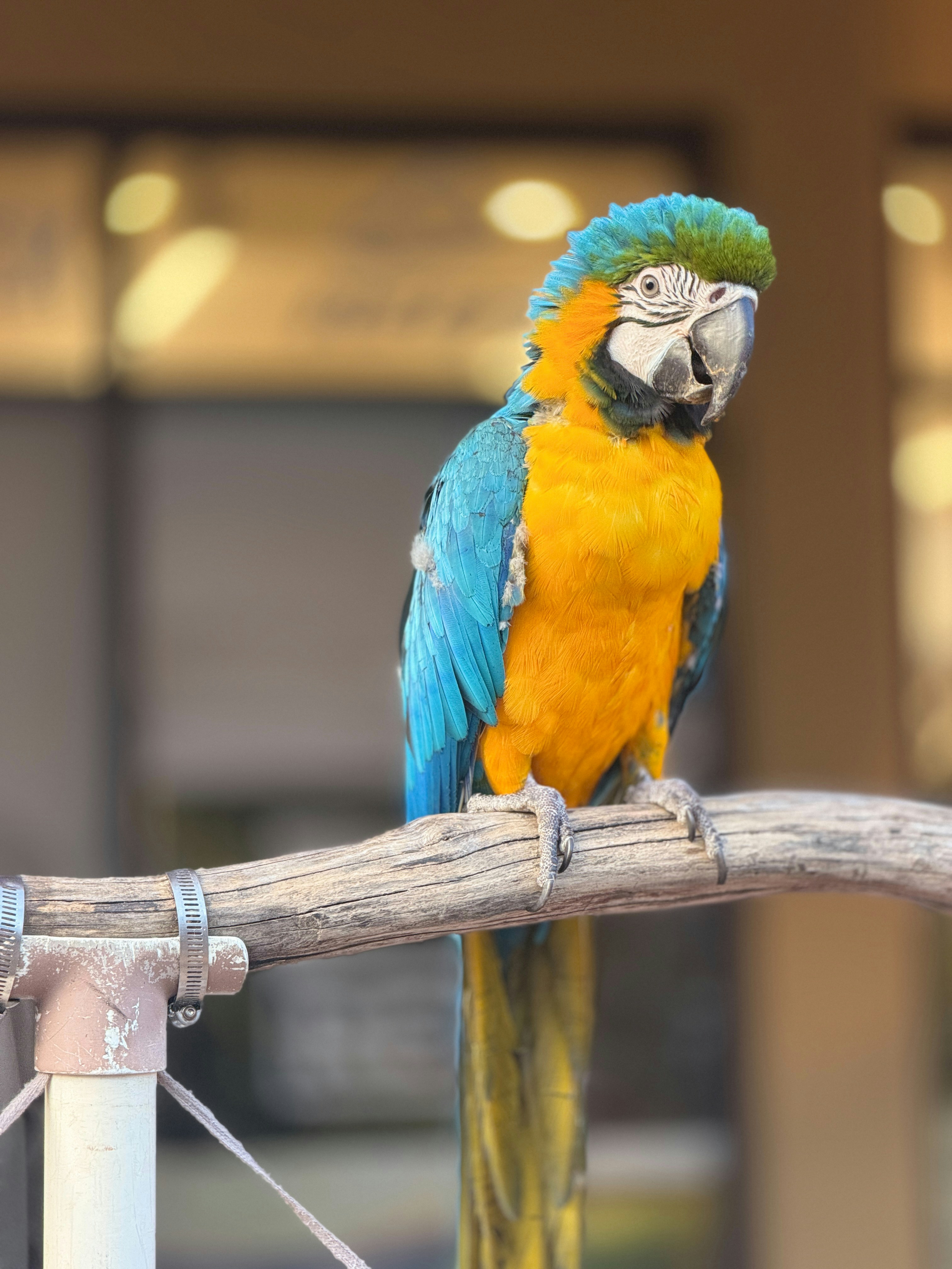 Vibrant Macaw Perched on Weathered Branch