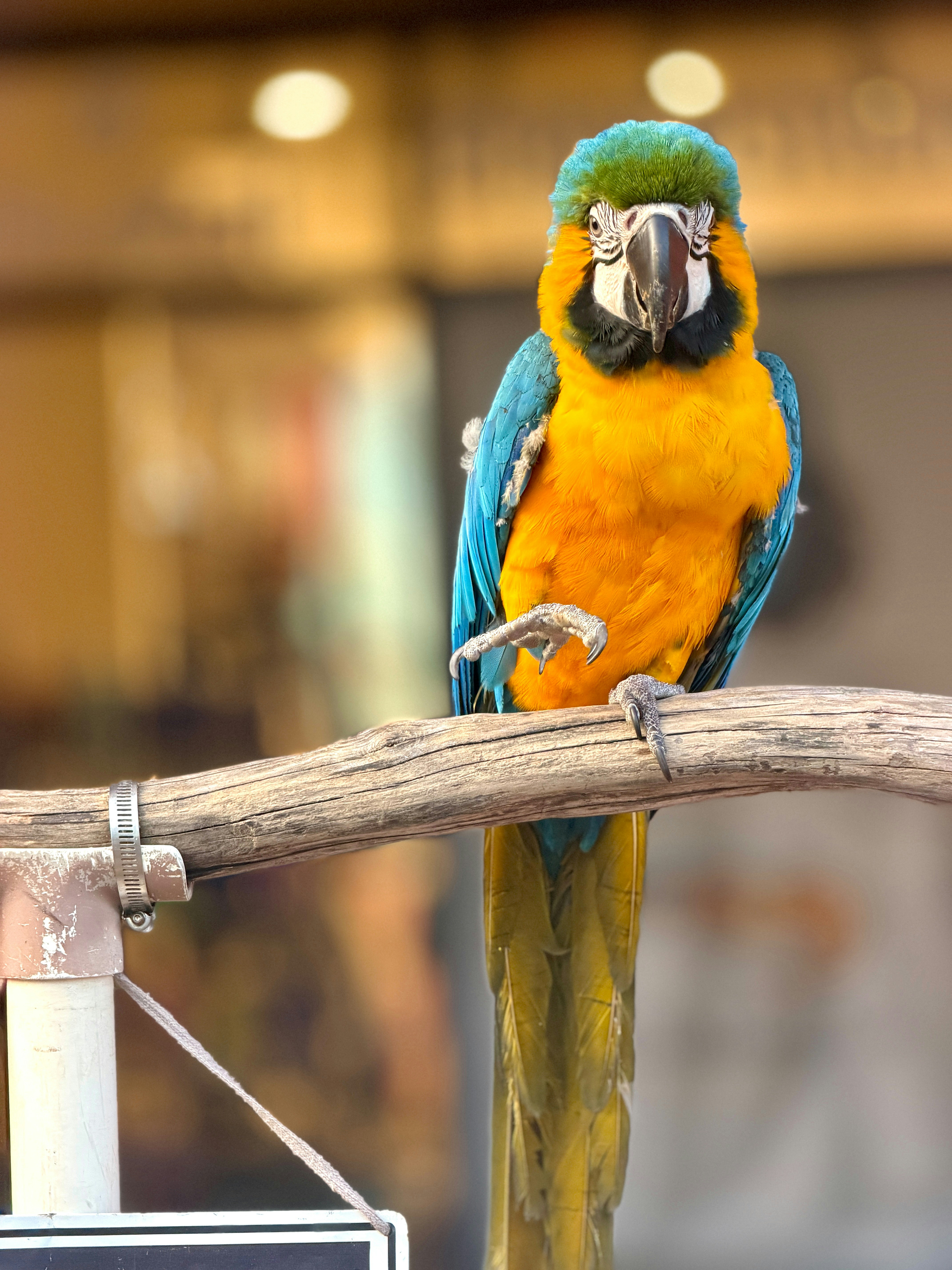 Azure King: A Scarlet-Backed Macaw Perched on Weathered Branch