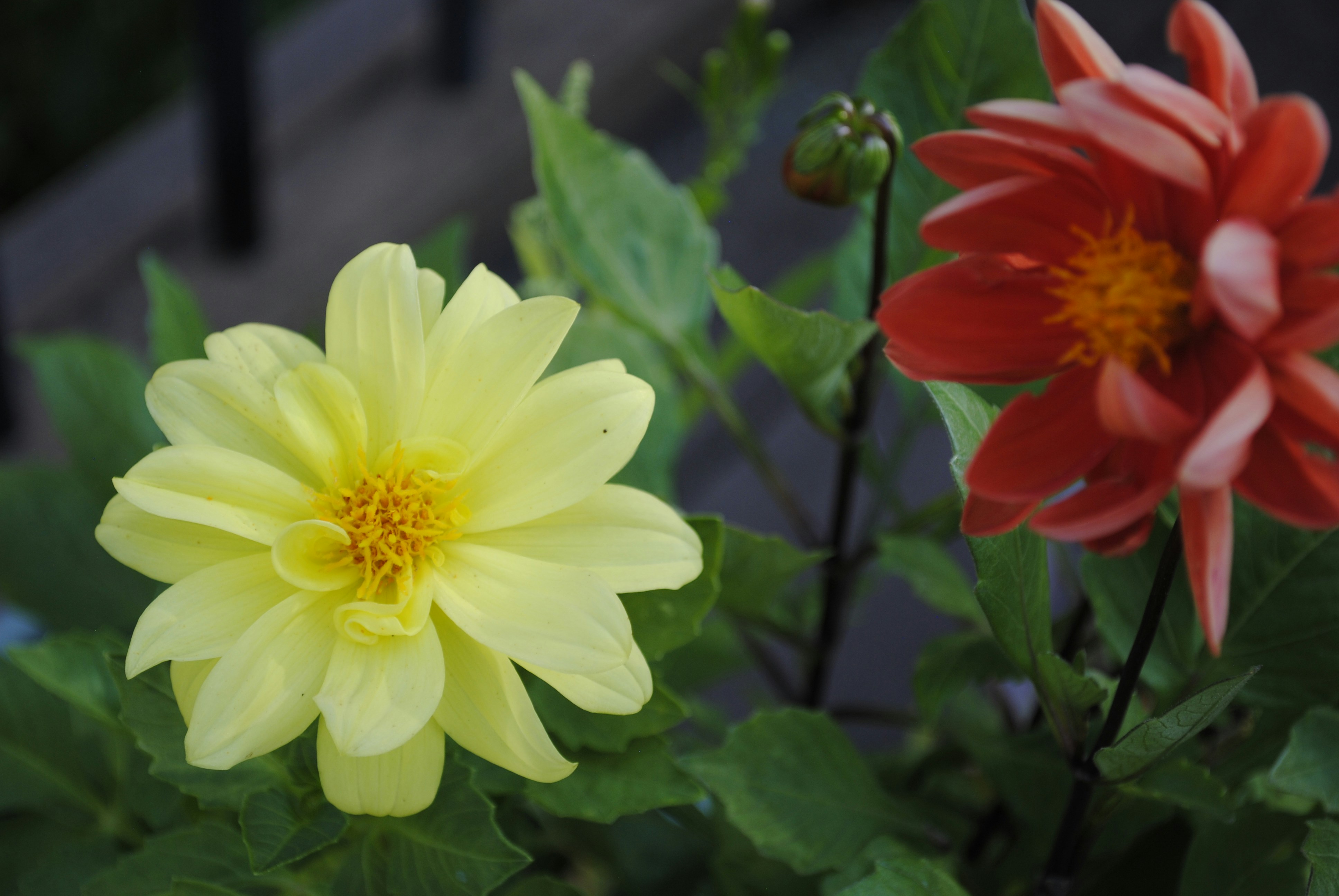 Yellow Dahlia in Focus: Fresh Bloom Against Green Backdrop