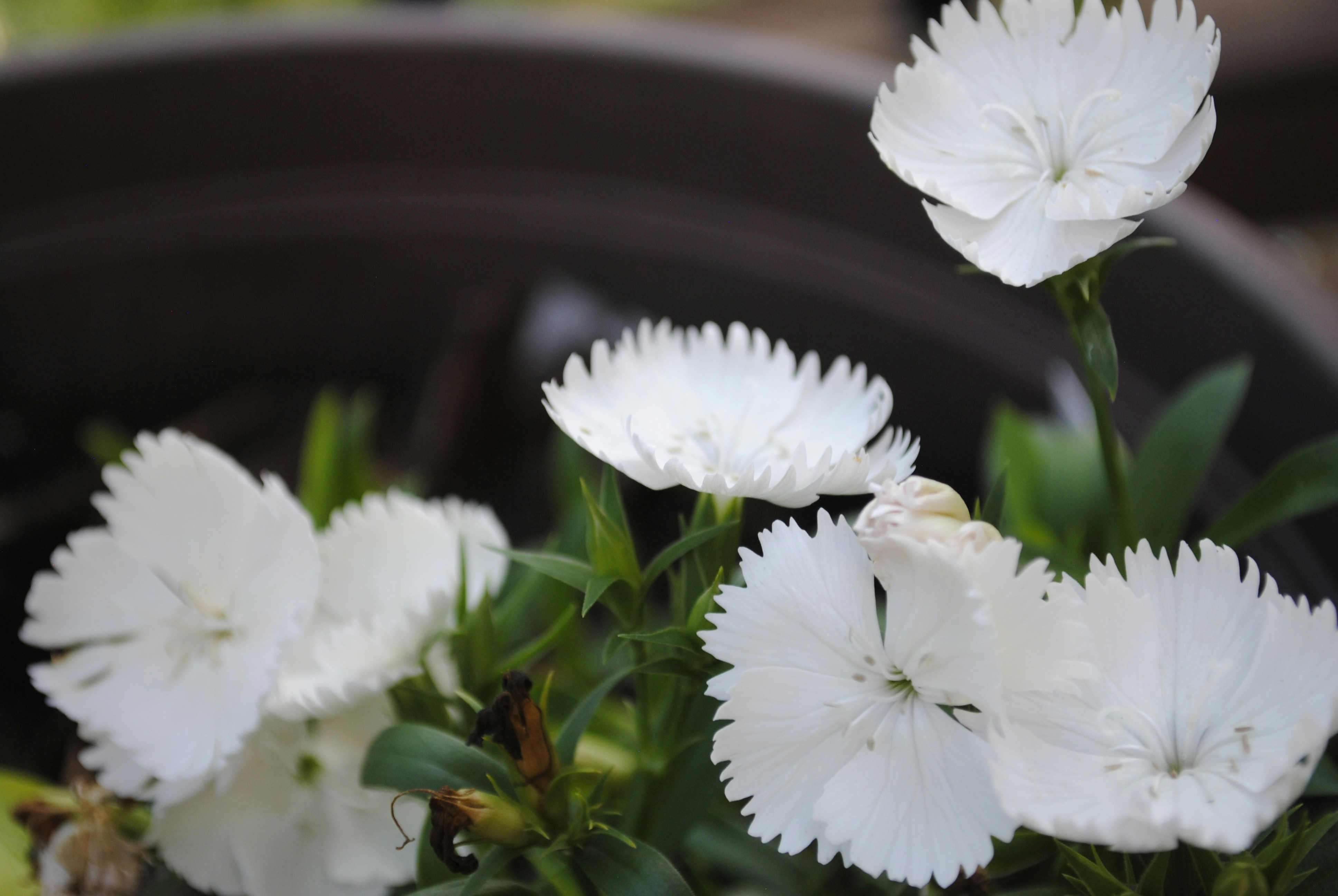 White Dianthus Bloom Focal: Soft Petal Edges with Deep Green Foliage