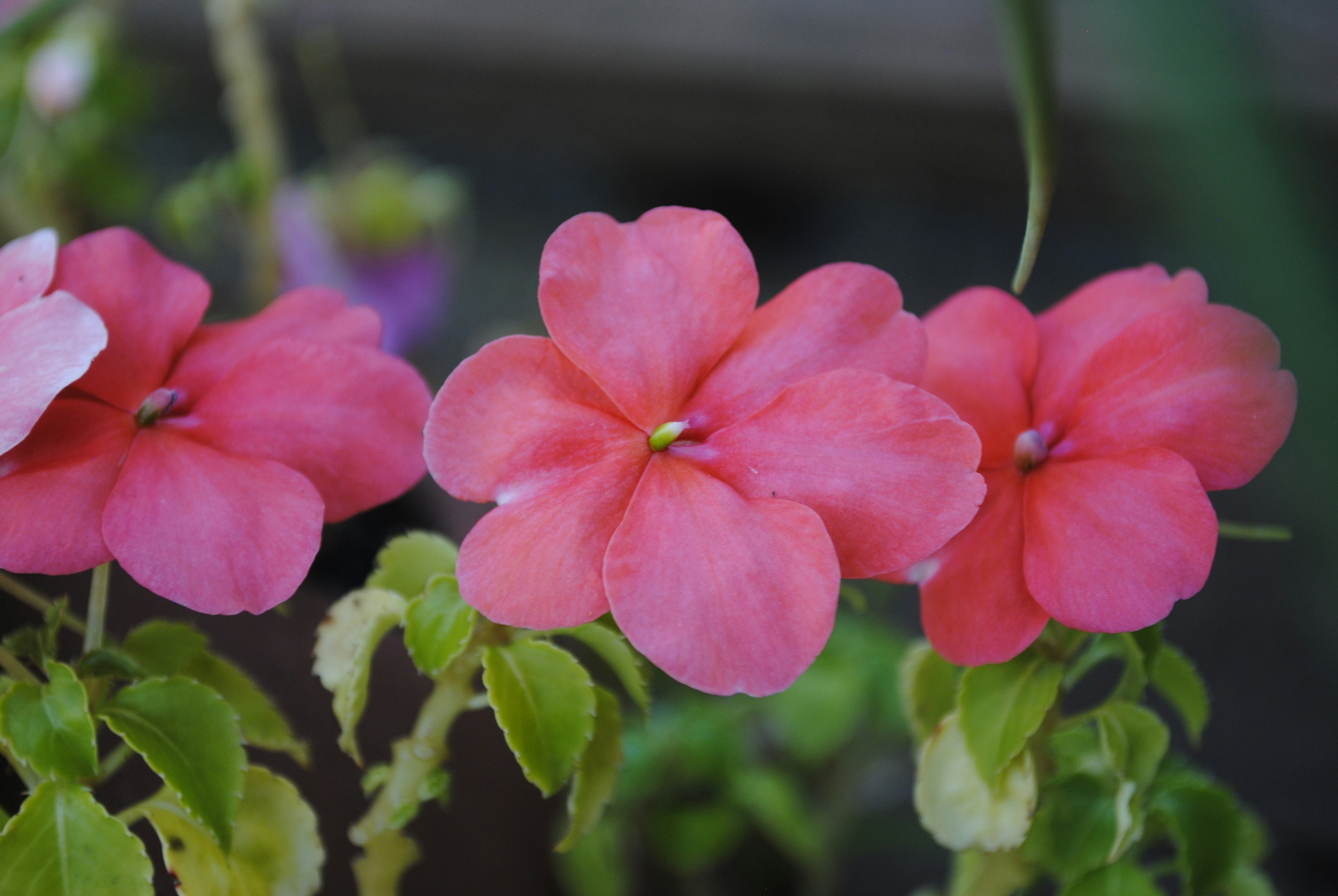 Petal Choir: Pink Impatiens in Soft Focus Garden Blur