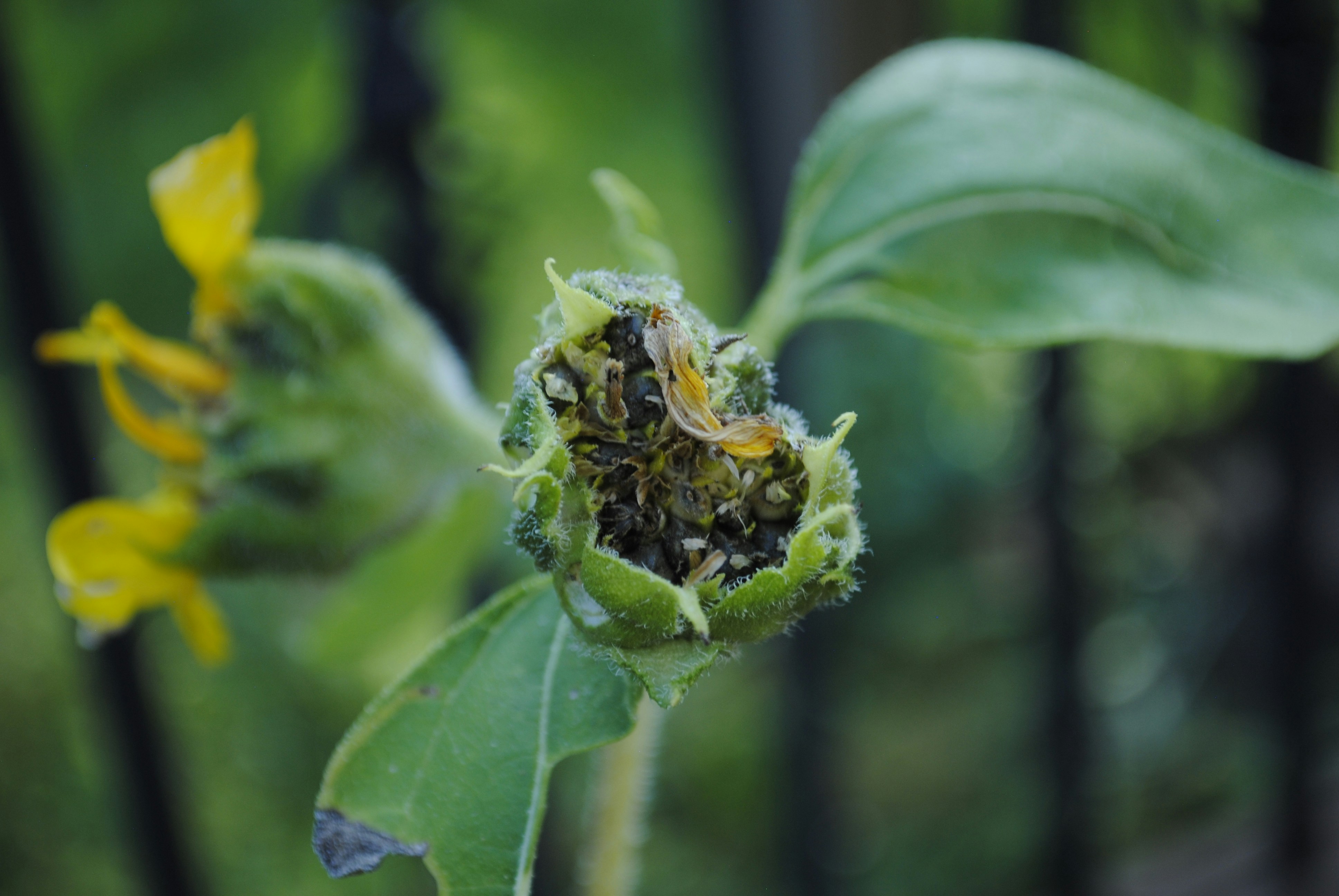 Unfolding Seed Head: Close-Up of a Bud in Quiet Green