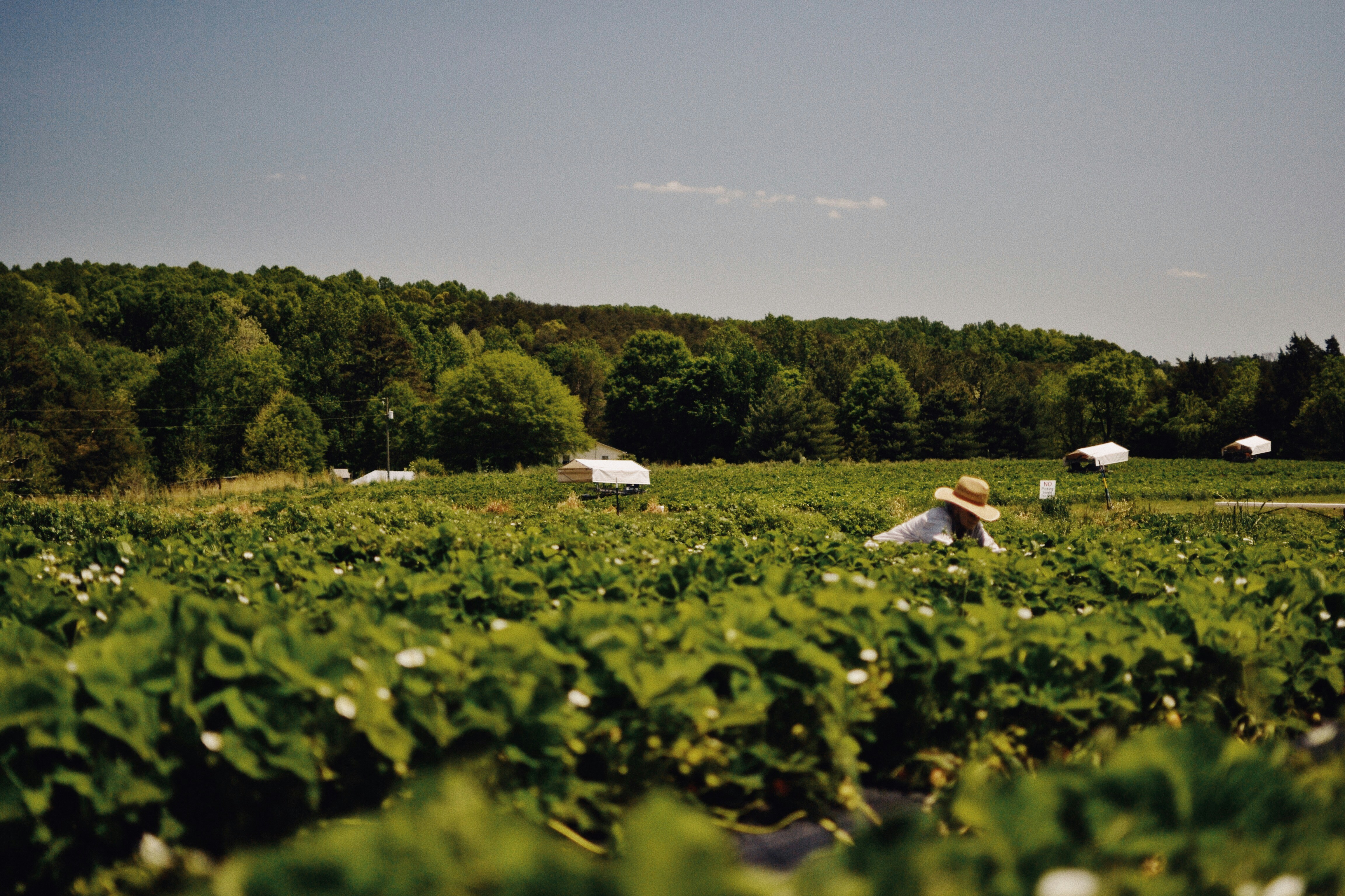 Worker tending crops across a sunlit field with a distant tree line and small white structures; a calm agricultural scene showing depth and rows of foliage.