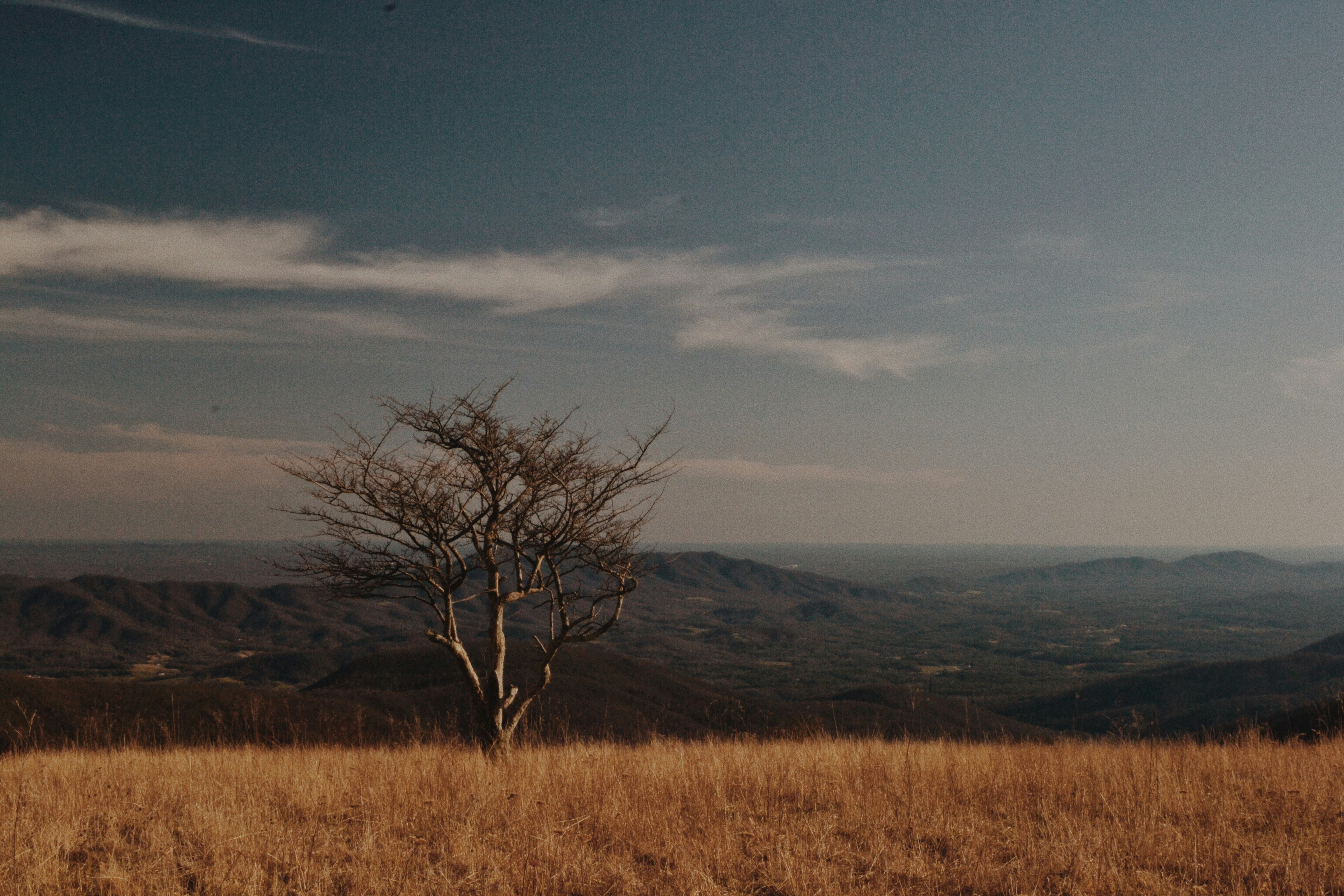 Solitary Wind in the Golden Grass