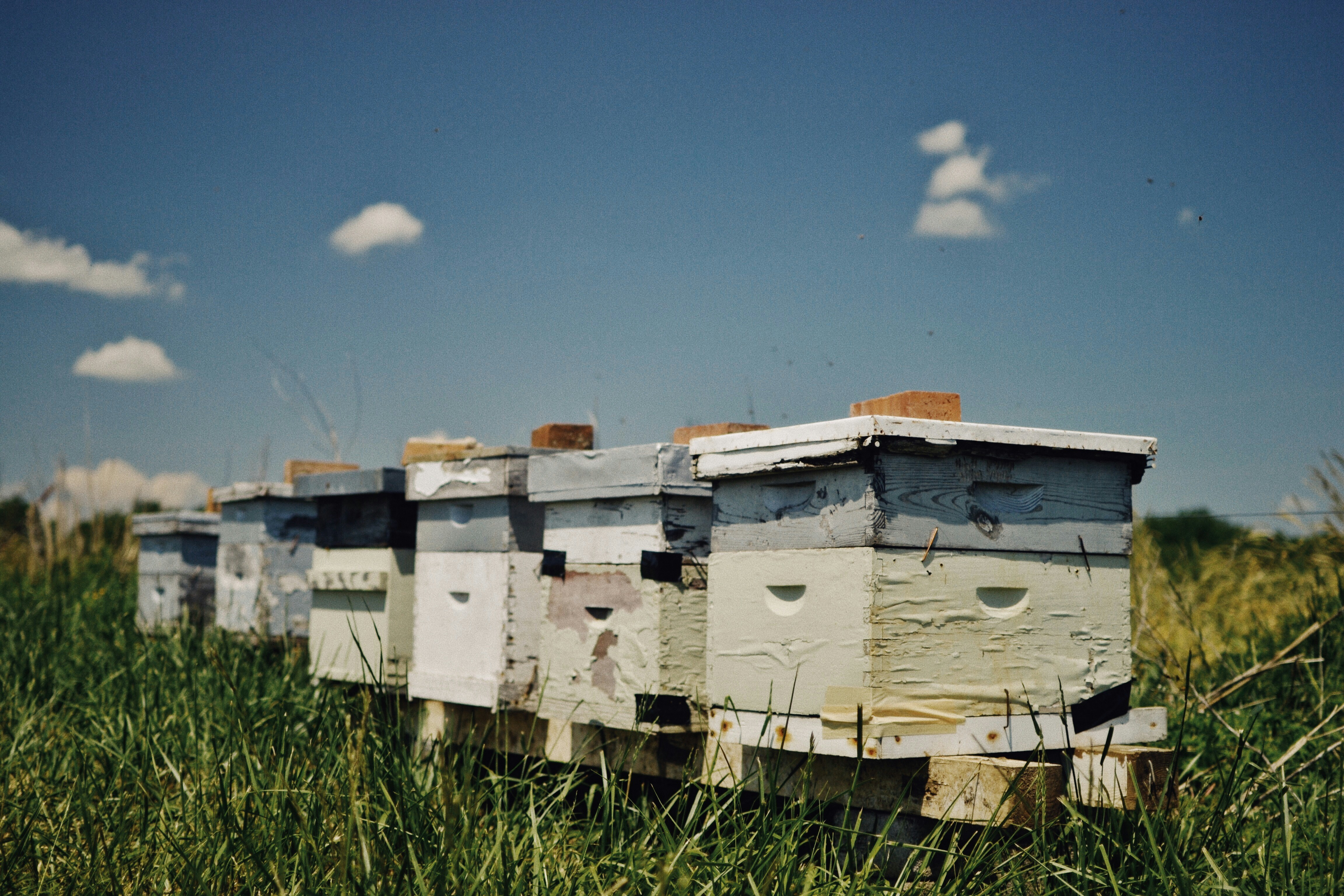 Row of Weathered Beehives Resting in a Sunny Meadow