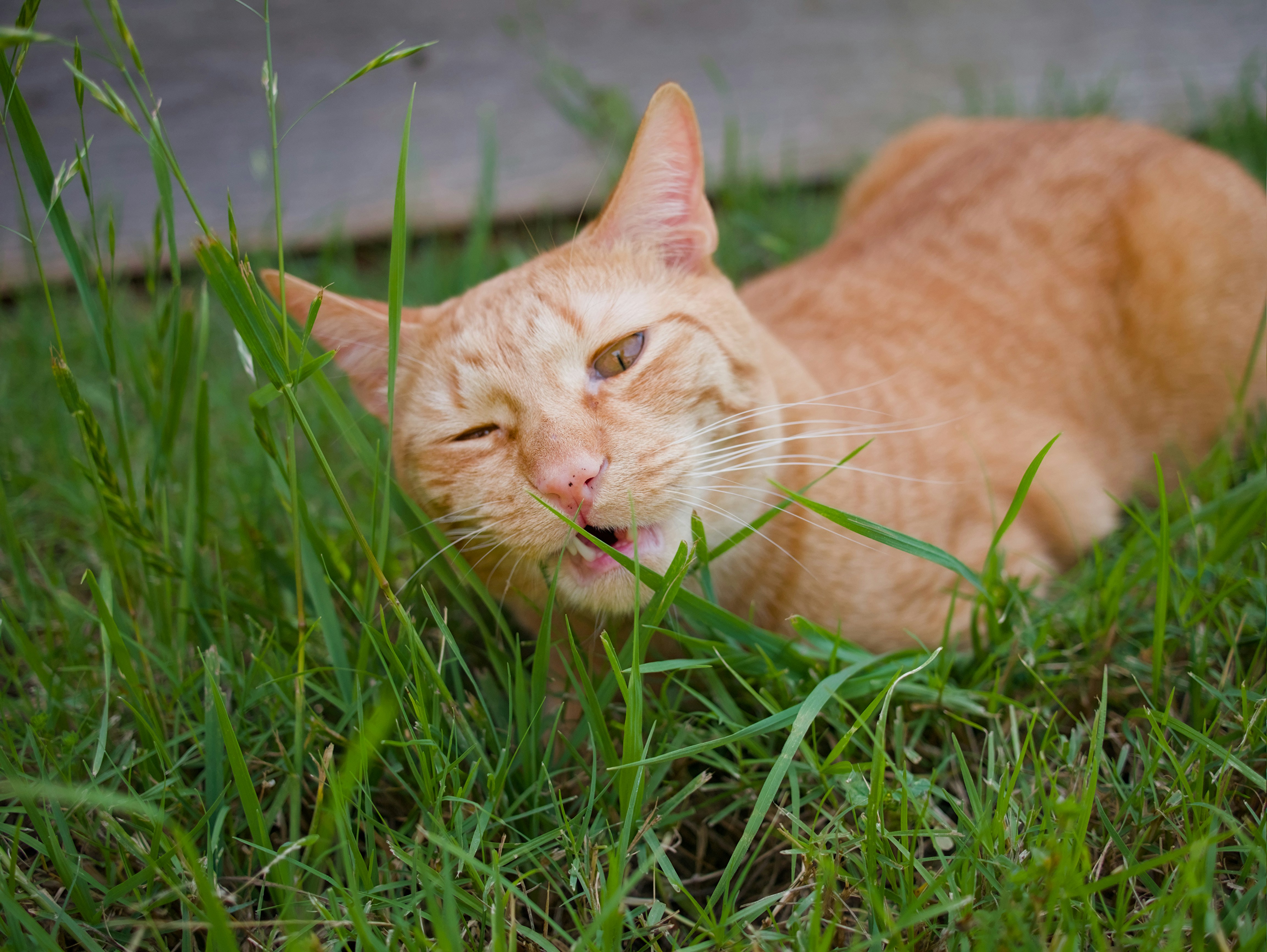 Sunlit Ginger Feline in a Patch of Gentle Grass