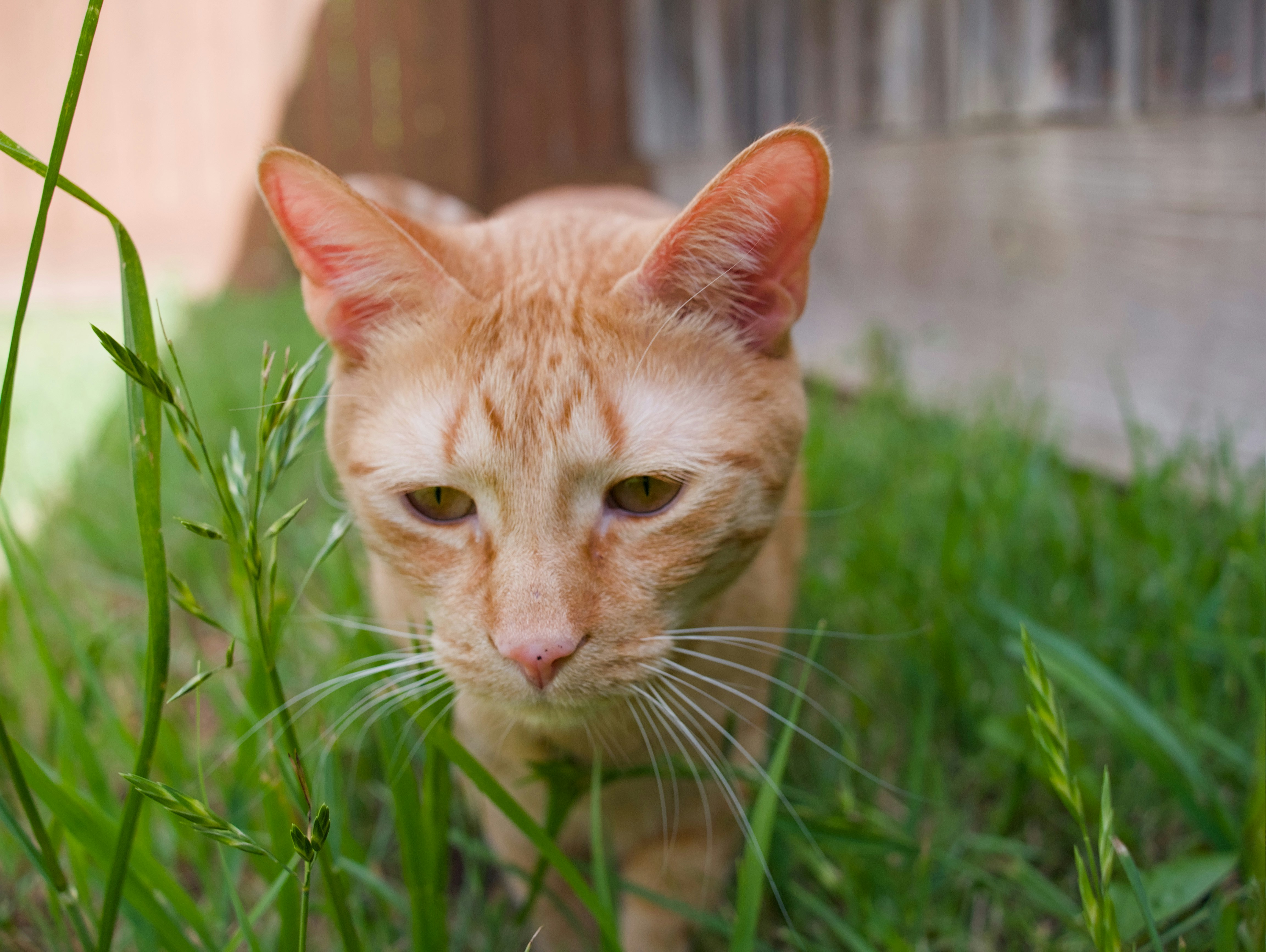 Focused Gaze in the Grass: a Ginger Cat Examines the World