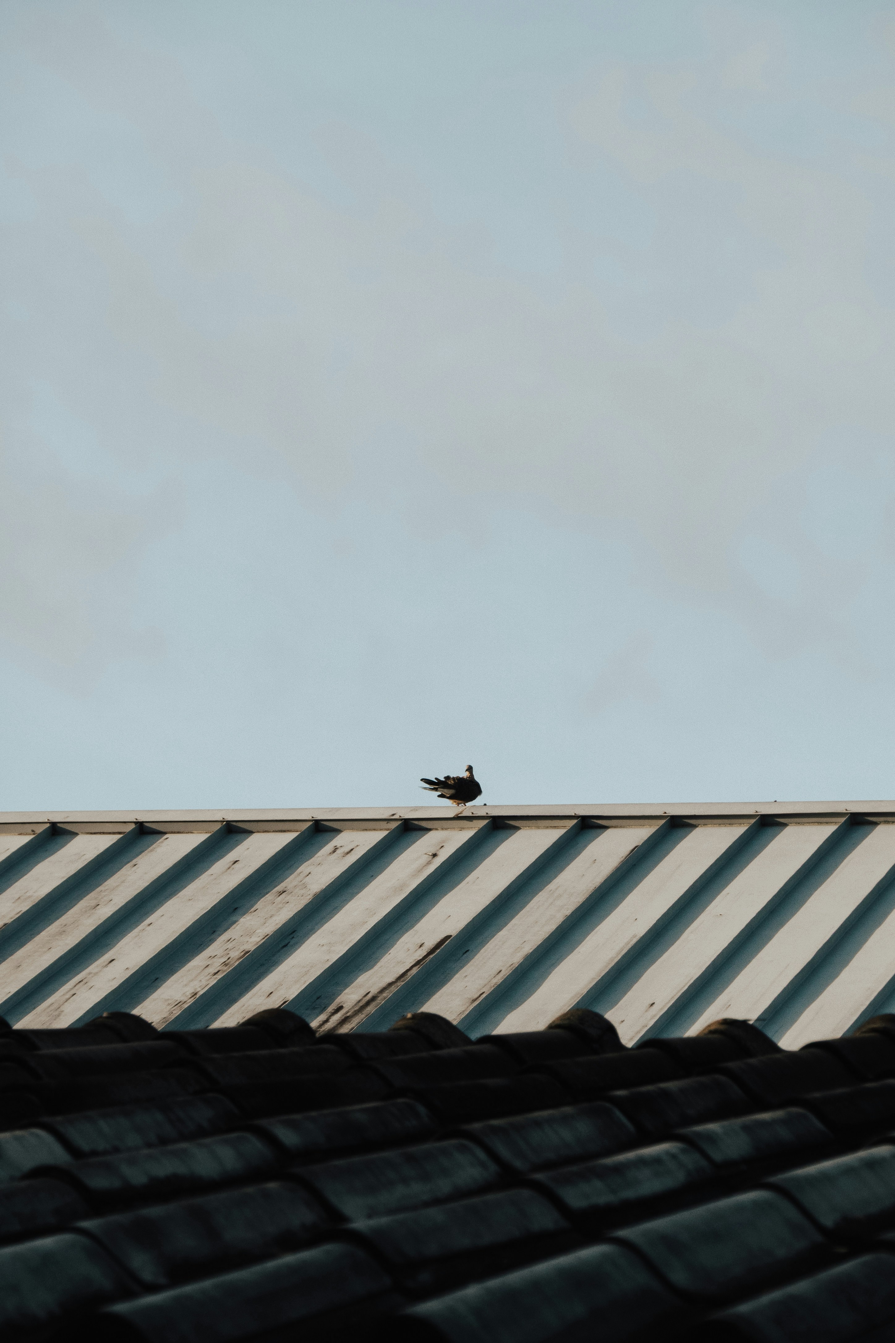Rooftop Bird at the Edge of the Sky