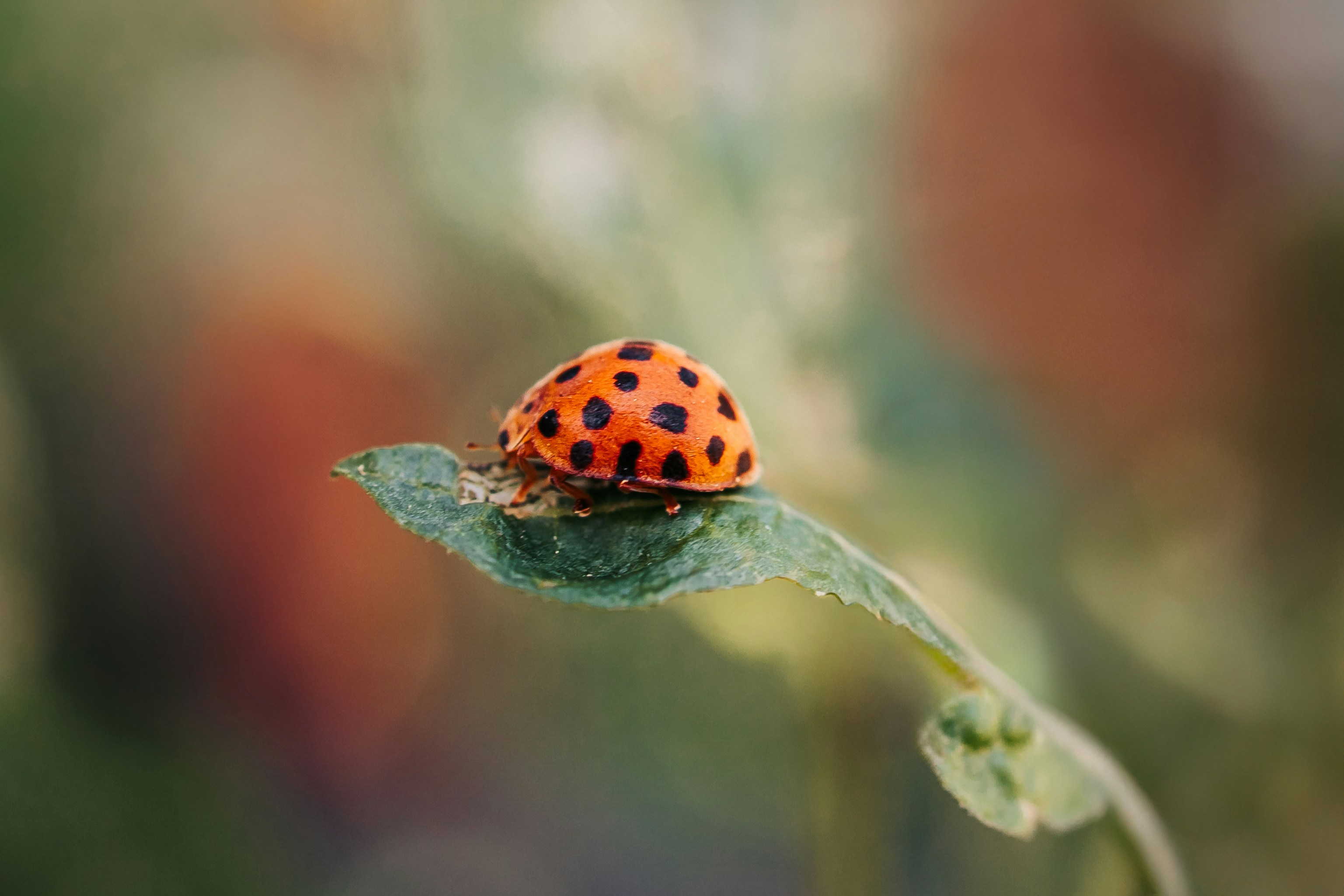Orange Ladybug in Focused Calm on a Curved Leaf
