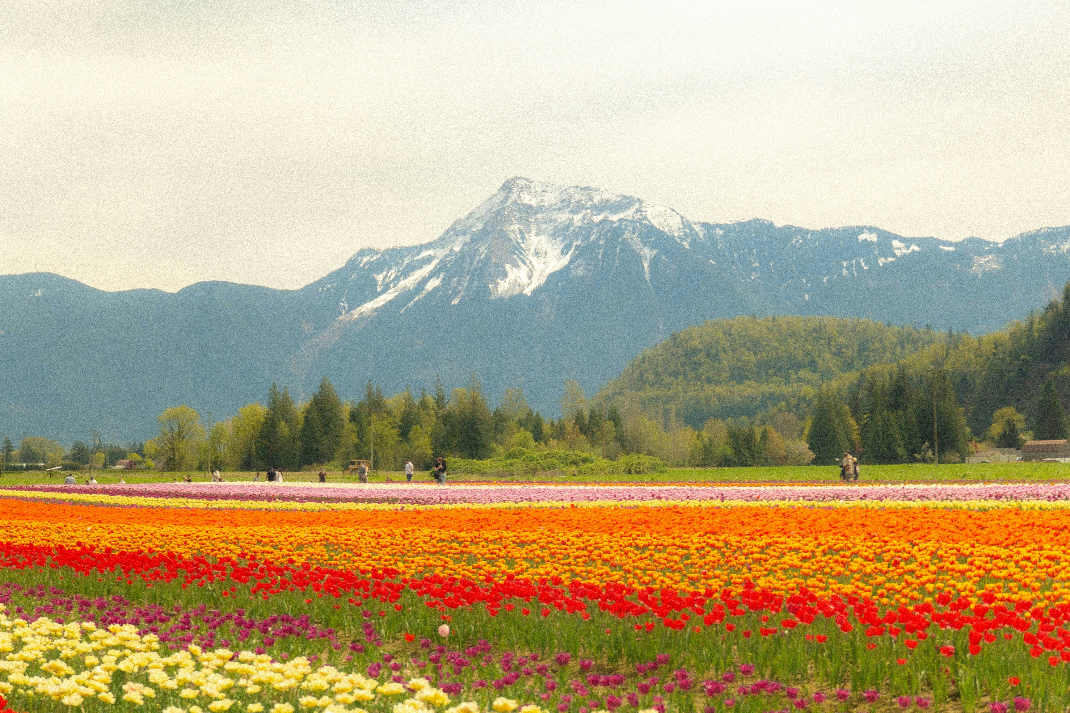 Field of Fire: A Ribbon of Tulips Before Snow-Capped Peaks