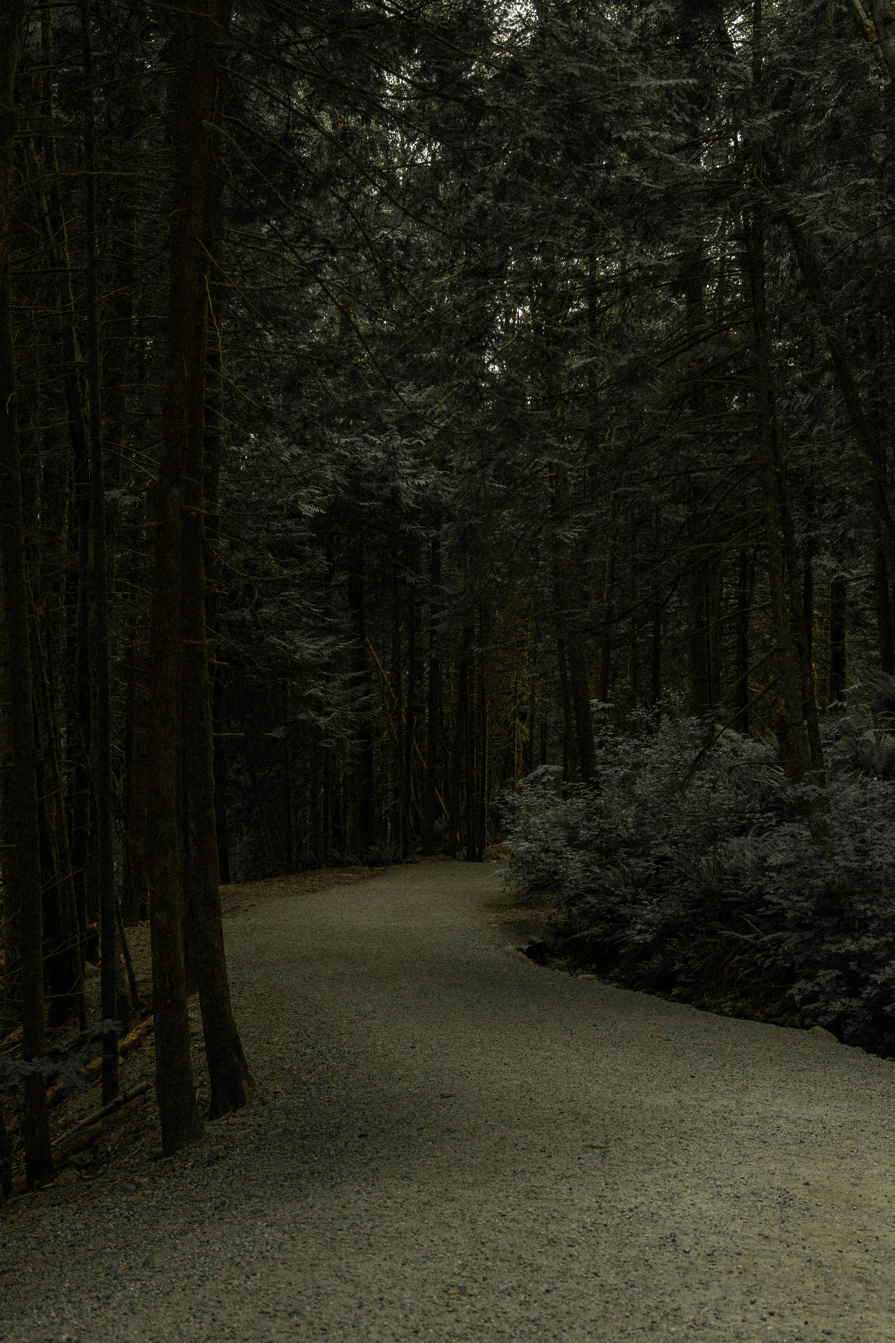 Serene Forest Path: Dappled Light in Twilight Pines
