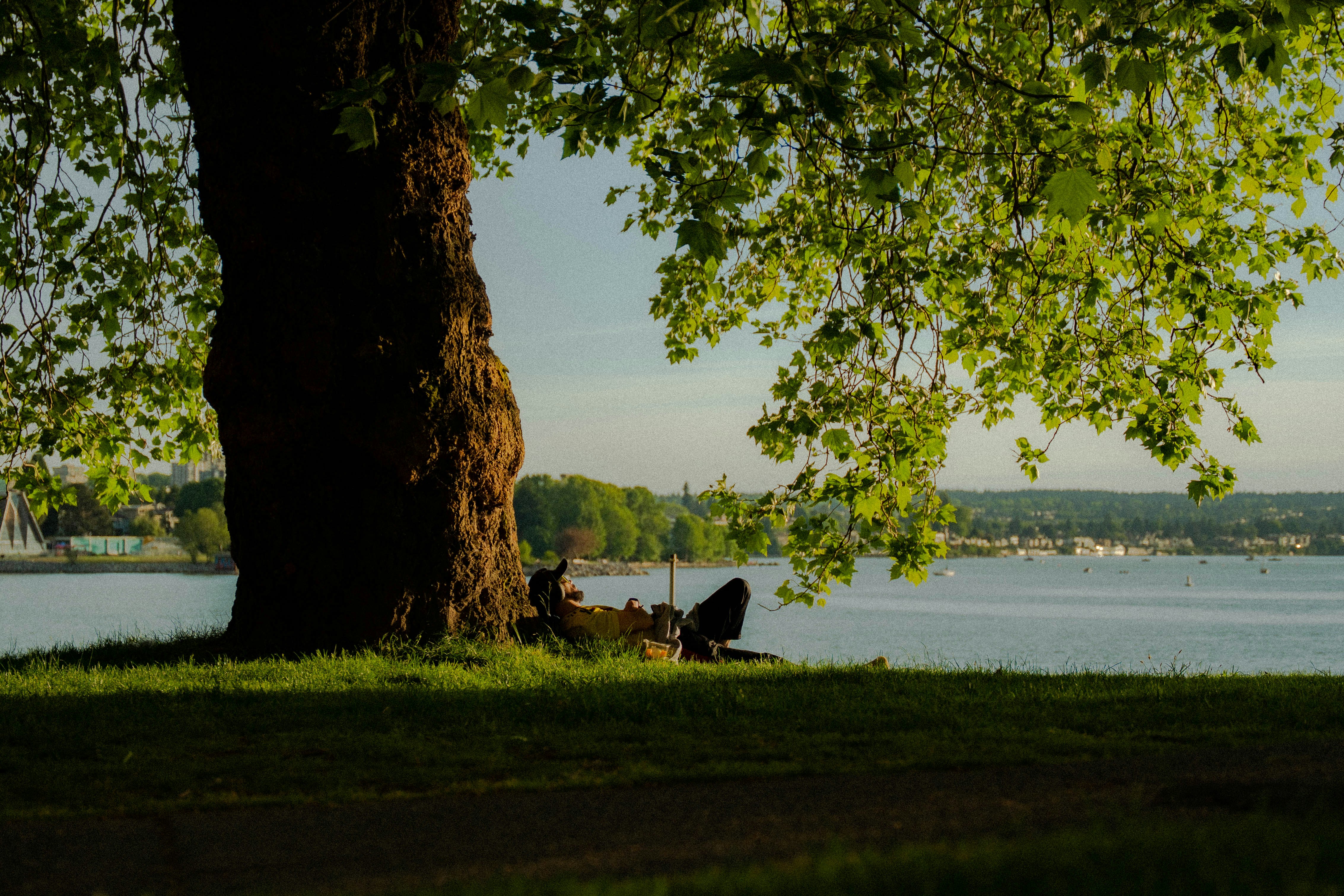 Shaded Girder of Memory: A Lakeside Moment Under a Gnarled Tree