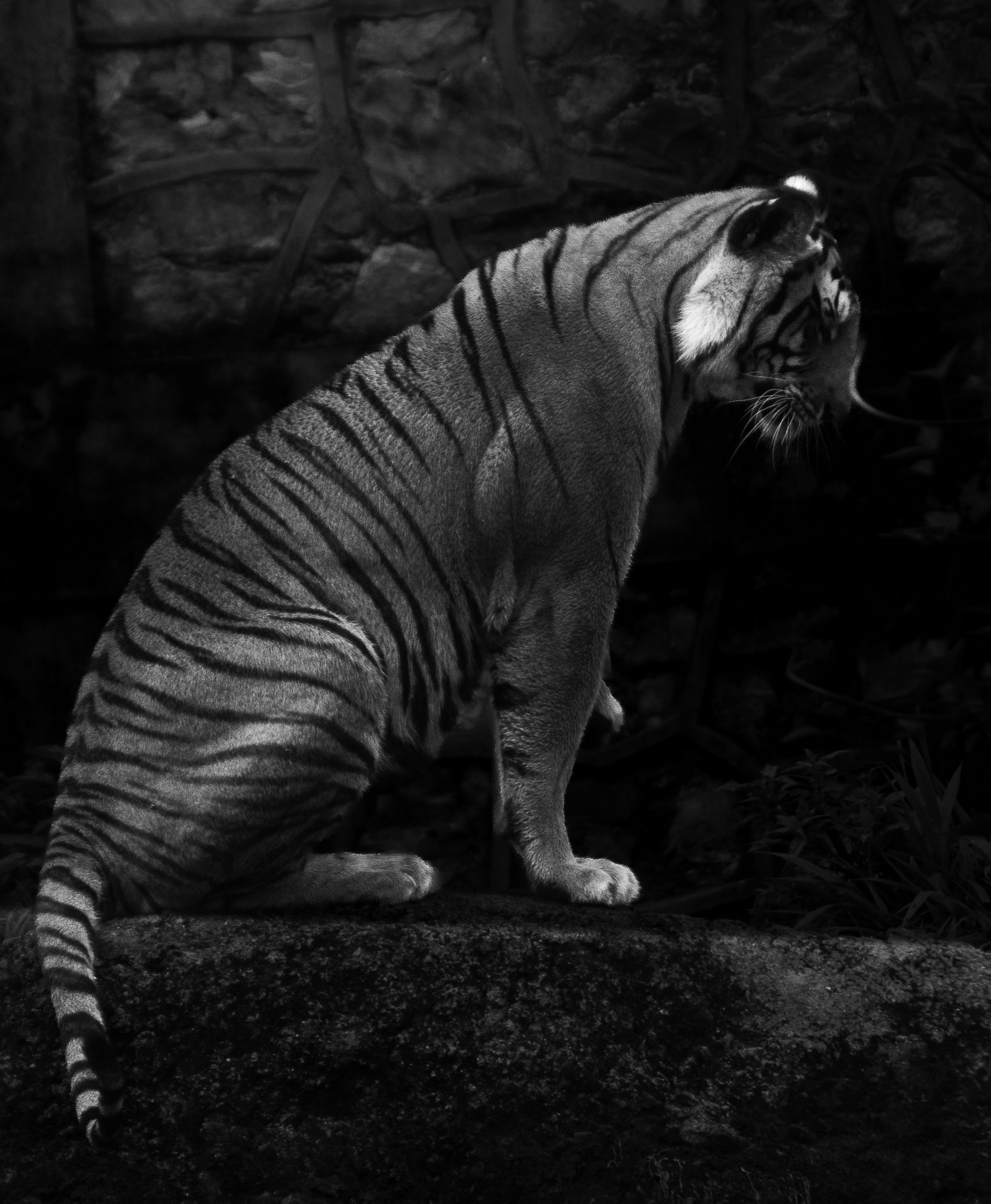 Midnight Sentinel: A Tiger in Quiet Shadow