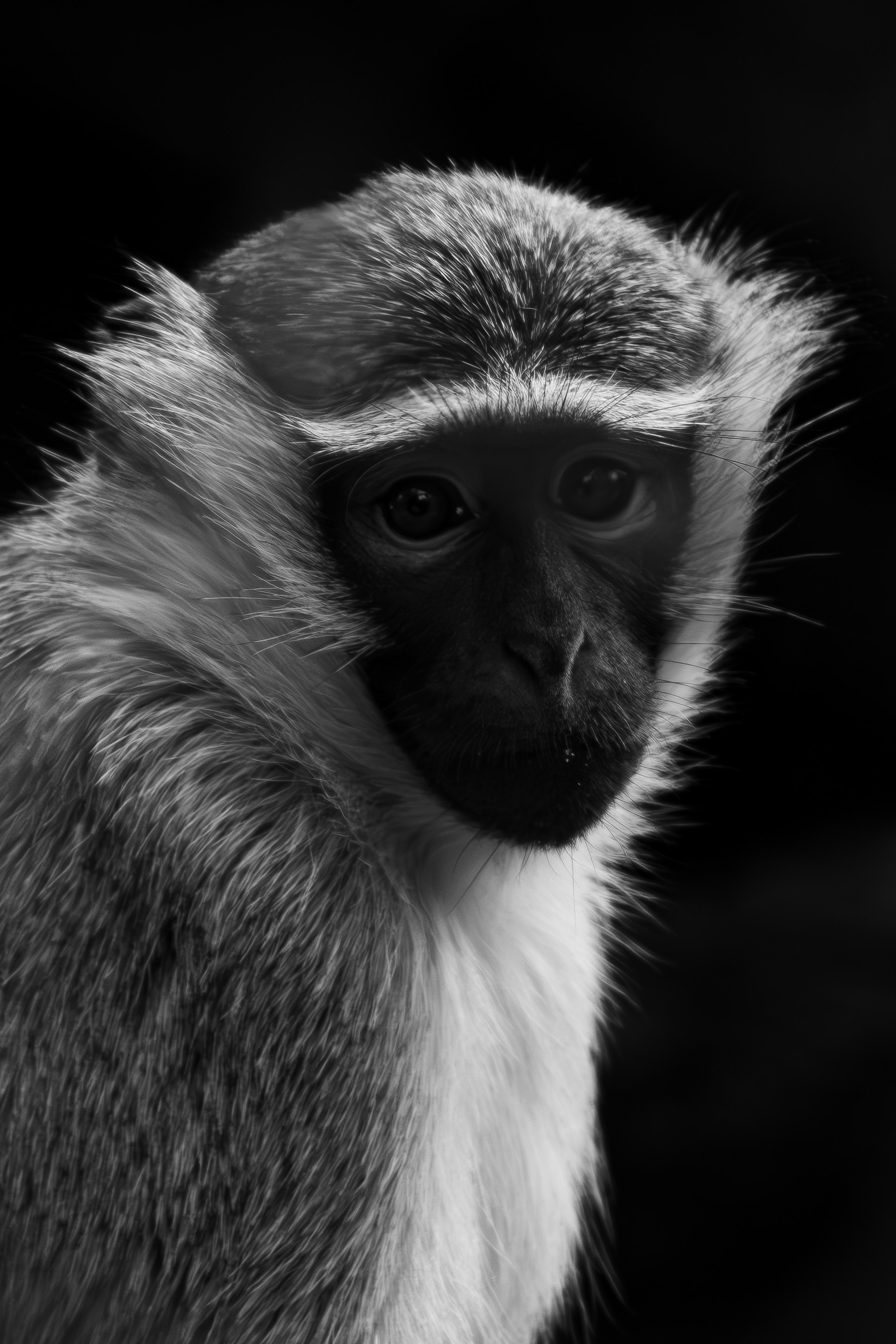 Moonlit Silhouette: A Loris Portrait in Quiet Focus