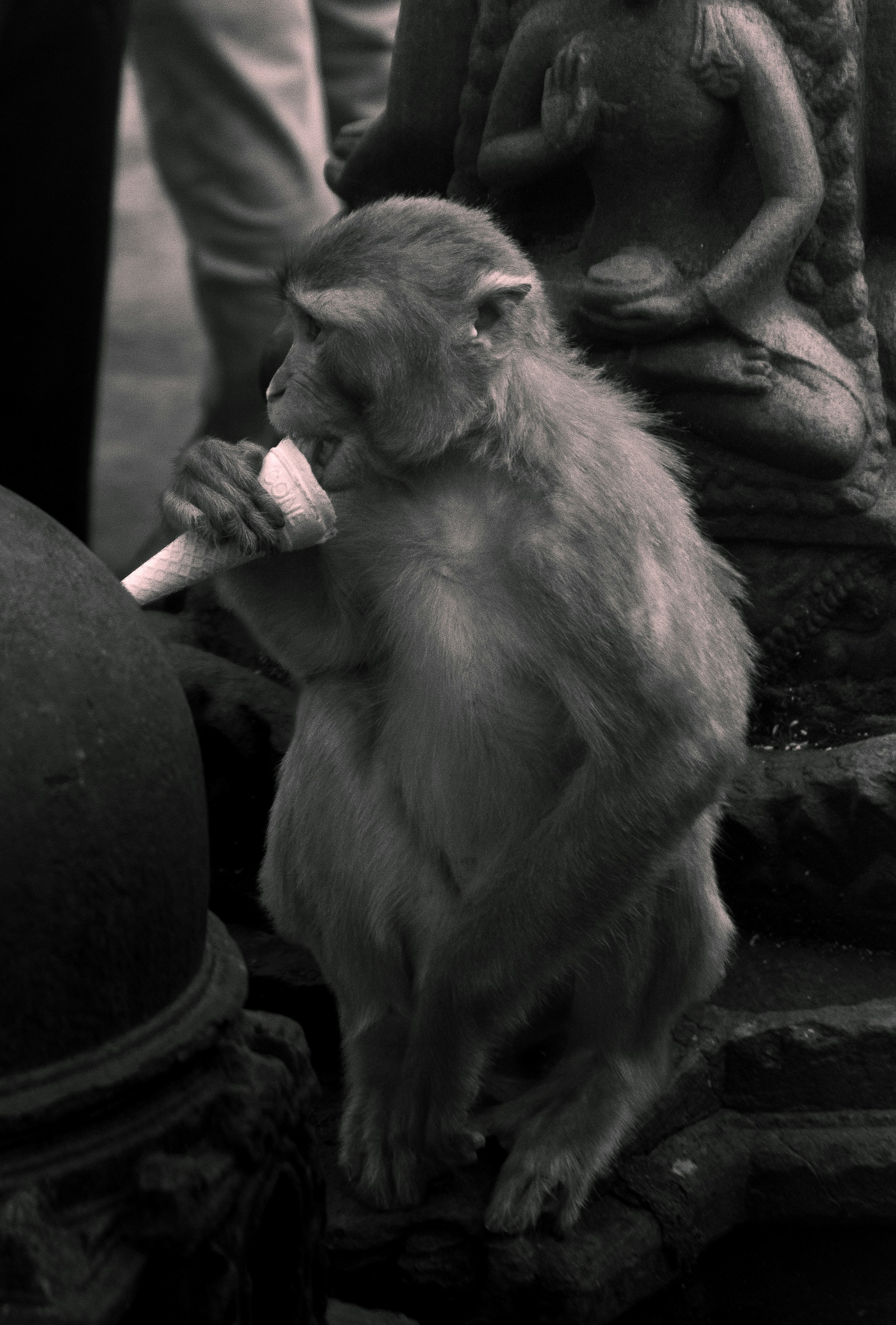 Curious Monkey Delights in a Stone Temple Scene