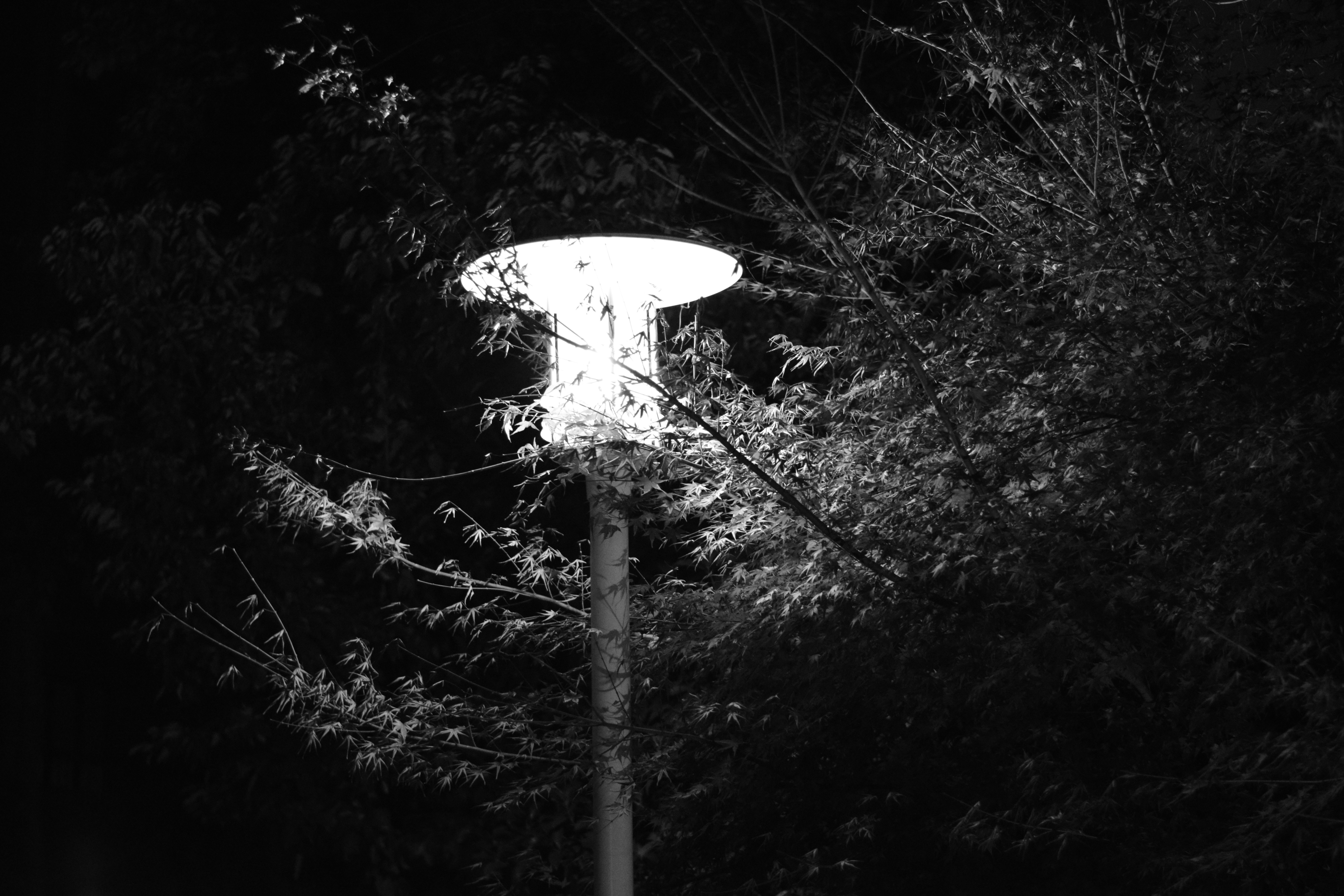 Monochrome