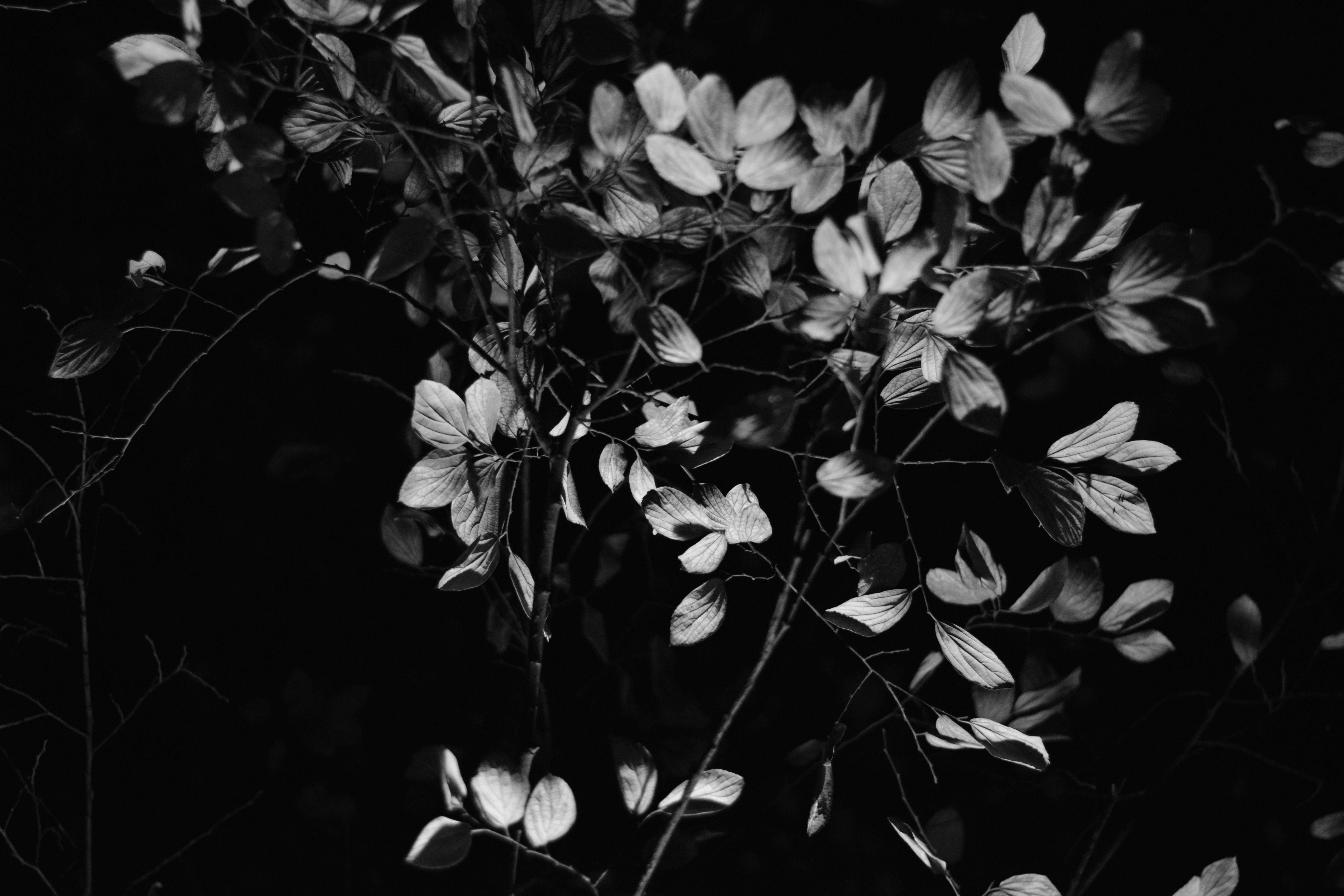 Bare Branches in Monochrome: Quiet Light among Leaves