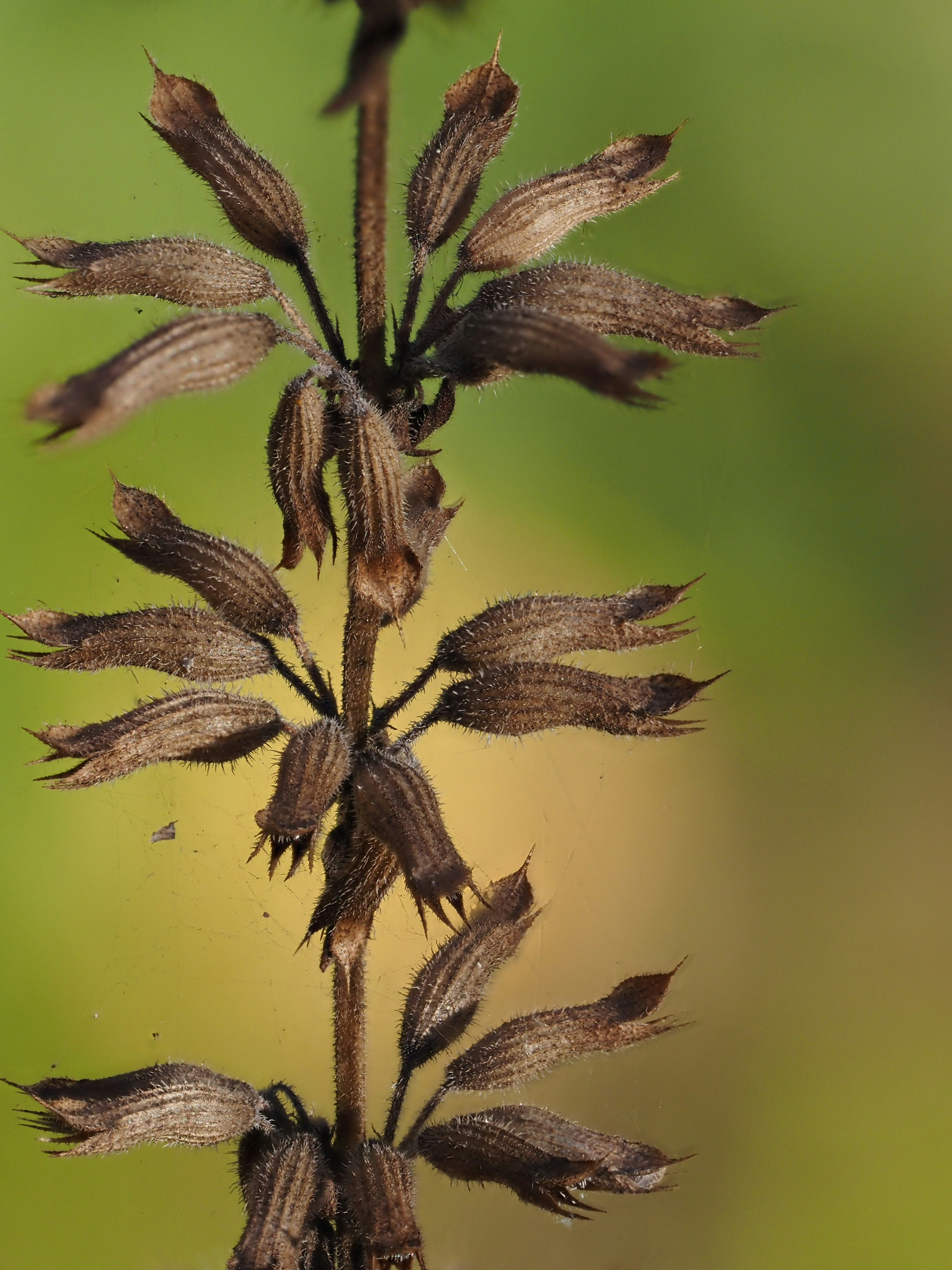 Antennae of Evening: Close-up Seed Heads in Soft Focus Green