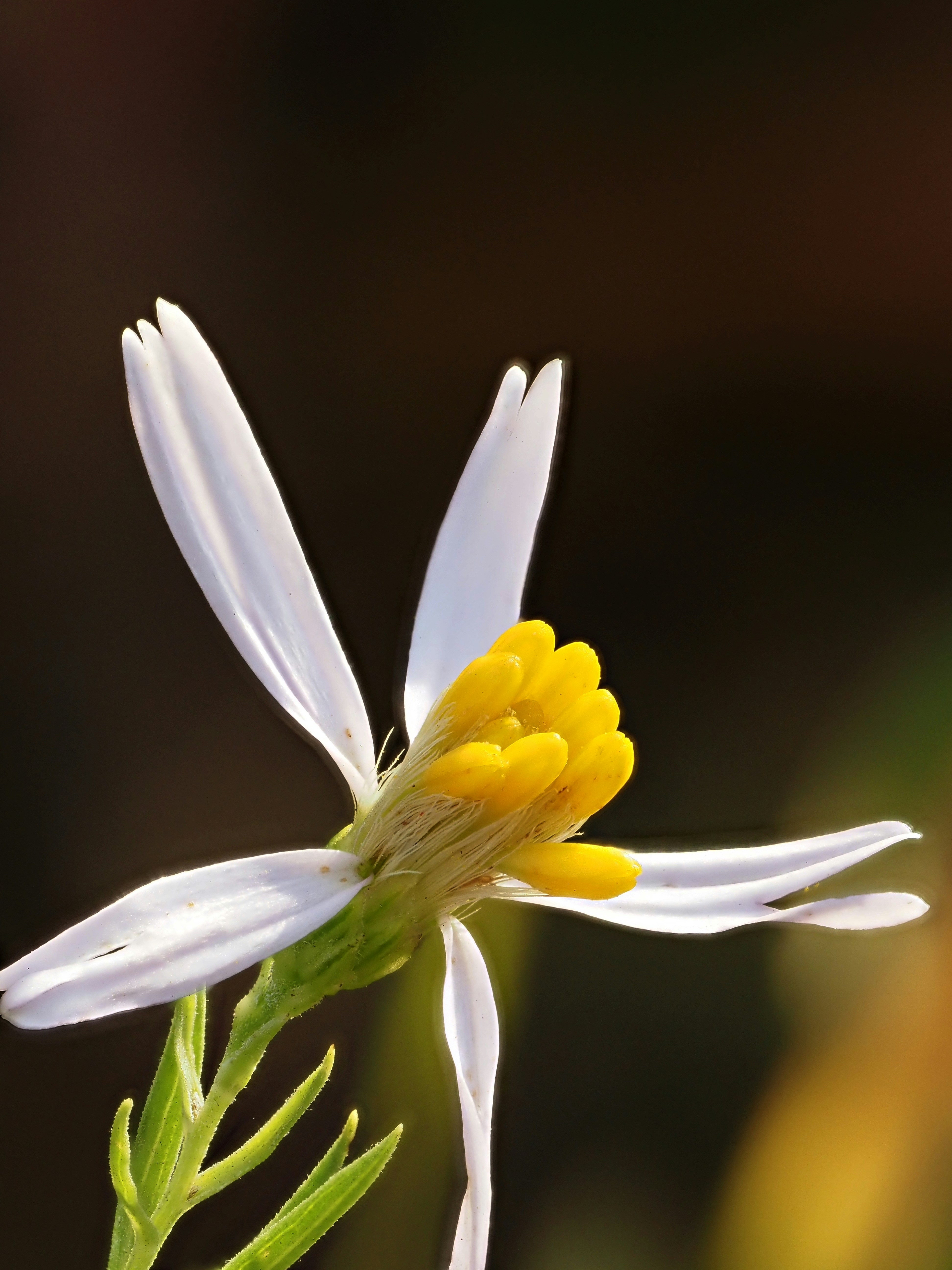 Close-up of a white-daisy-like bloom with a bright yellow center against a dark blurred background