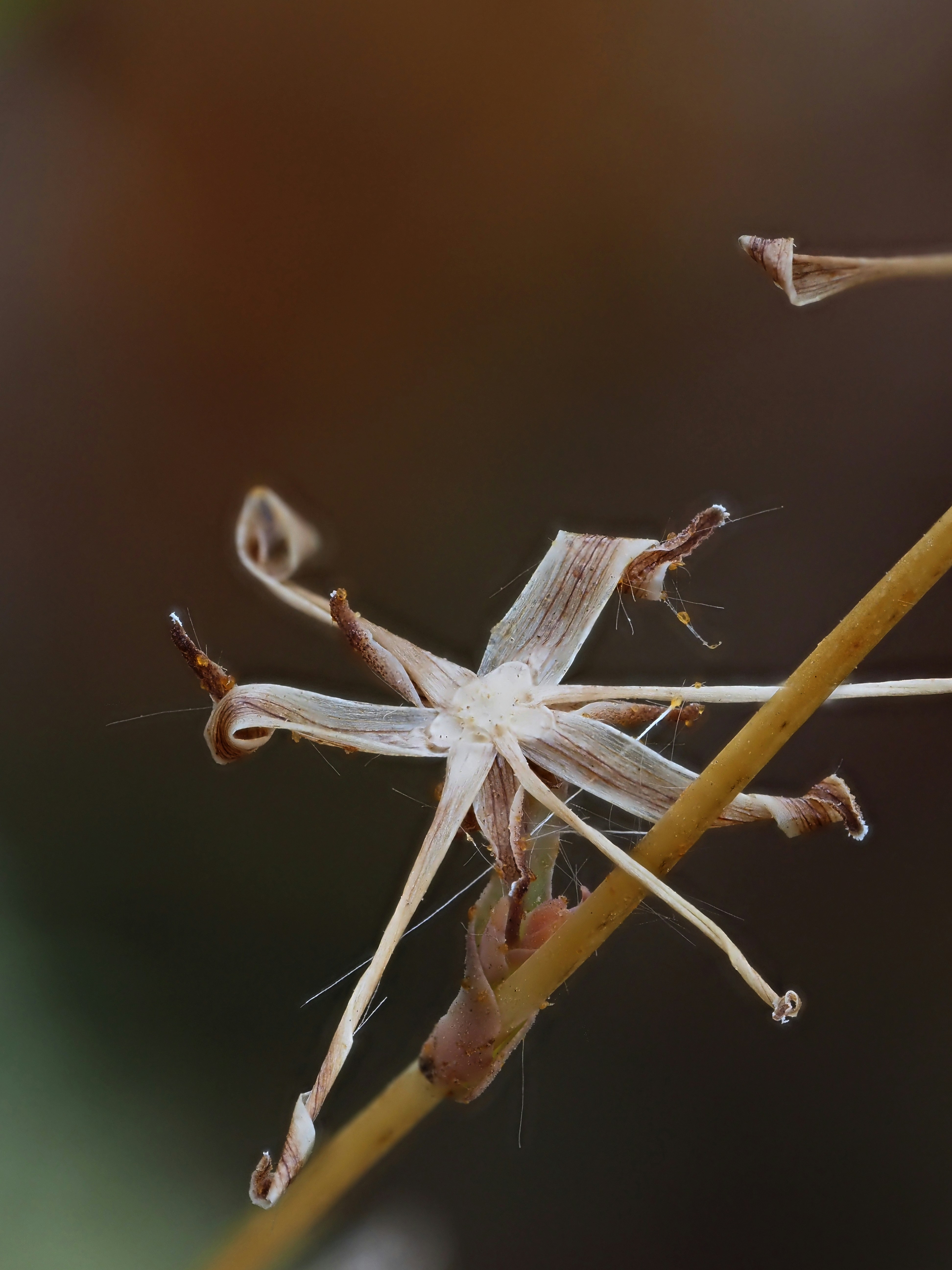 Withered Star of a Silk-Lined Stem
