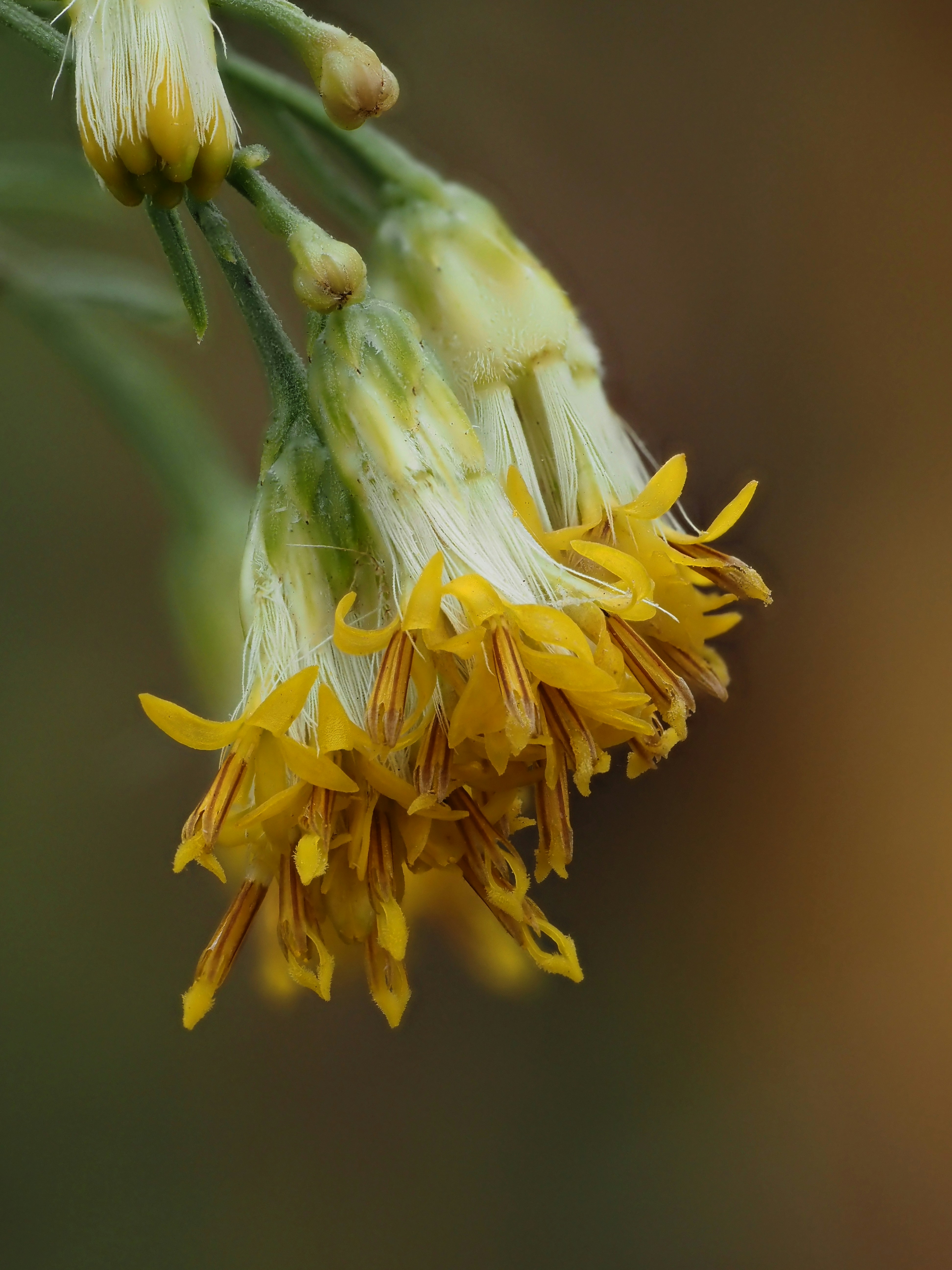 Golden Droop: A Cluster of Wilted Sunflower Heads
