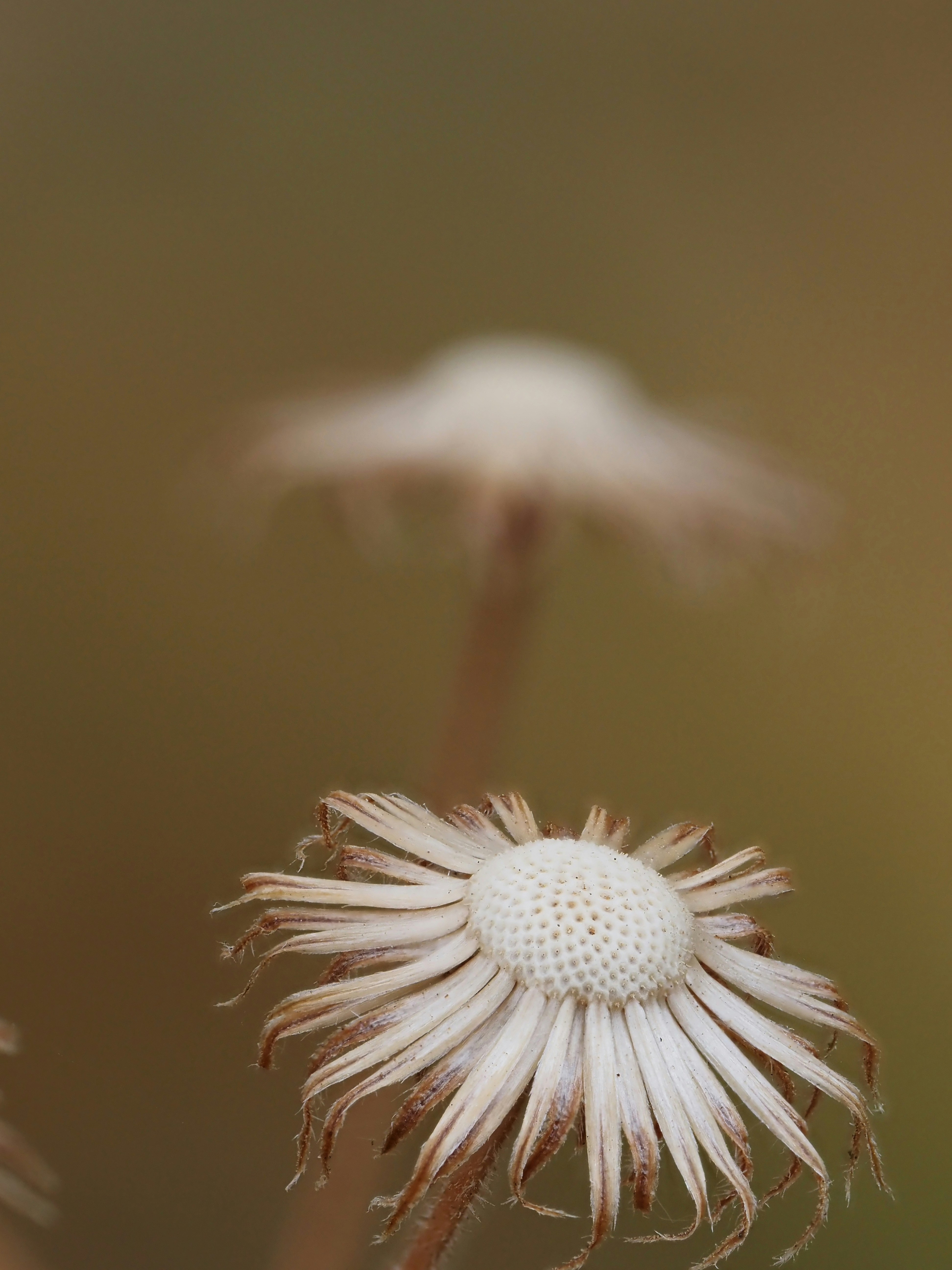 Blossom Halo: A Macro Focus on a Dandelion Seed Head