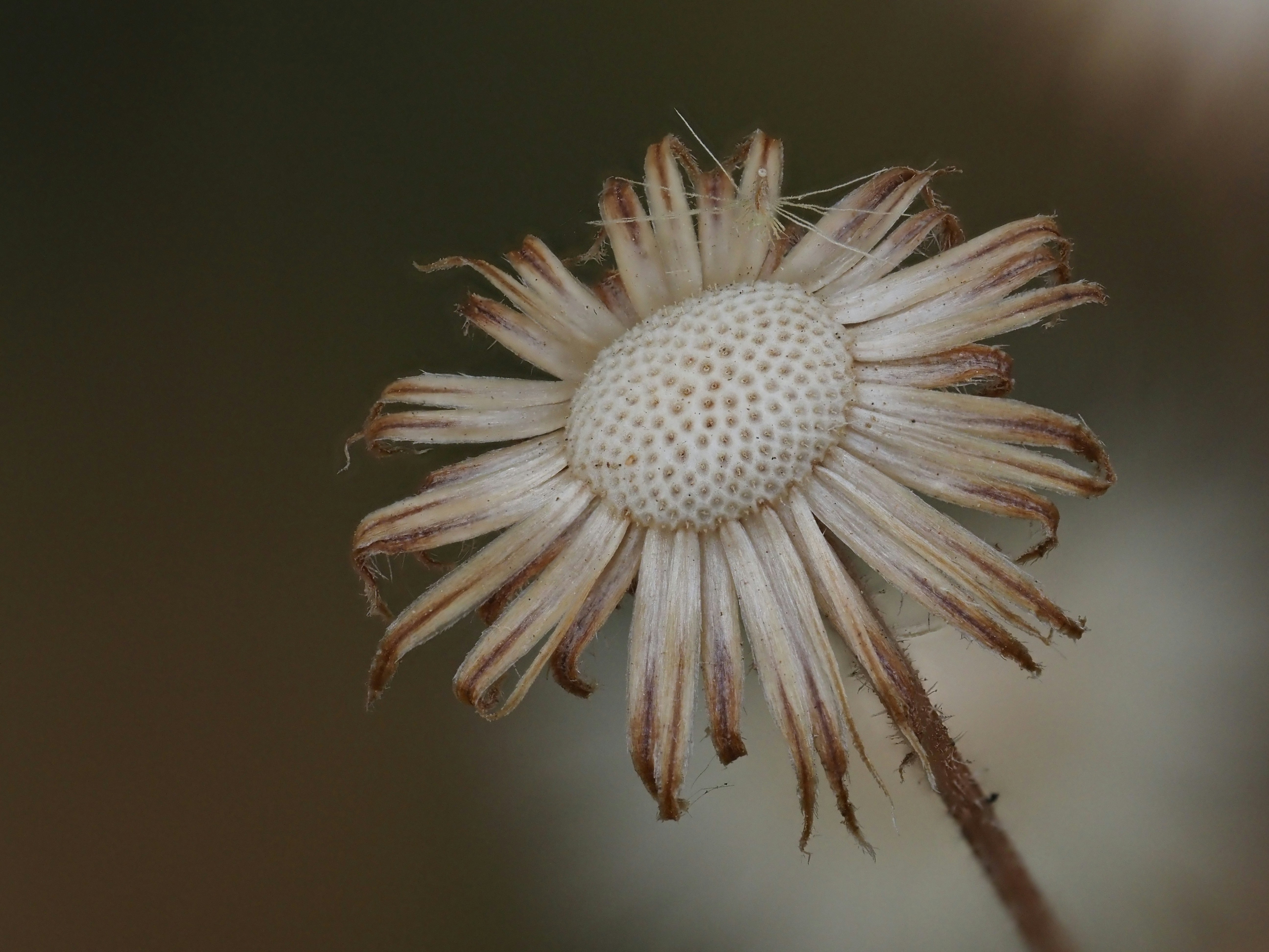 Withered Daisy in Soft Focus: Narrow Depth of Field Reveals Fragile Petals