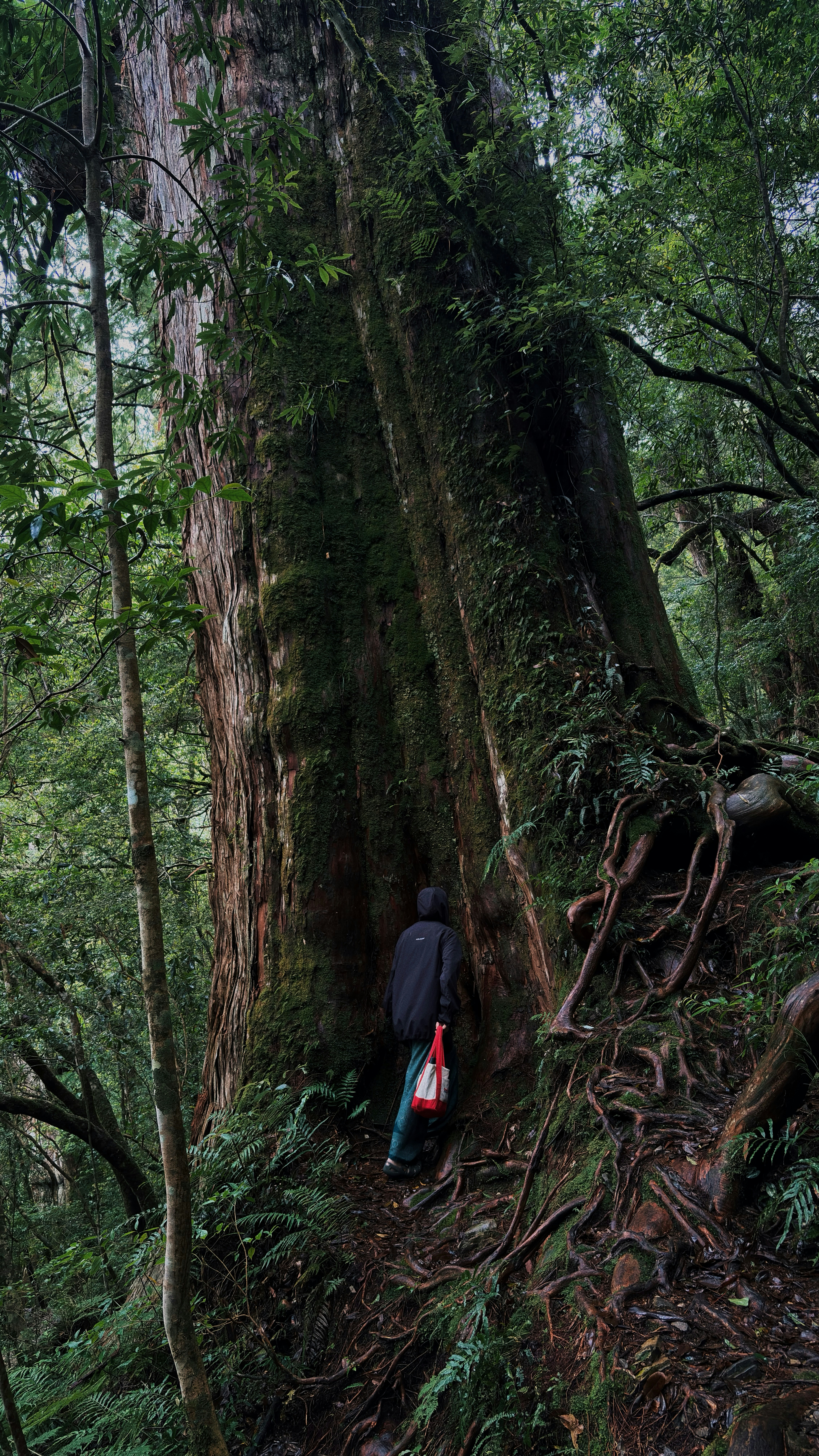 A lone hiker stands at the base of a colossal moss-covered tree within a dense forest, carrying a red-and-white bag as roots and foliage coil around the rugged trail.