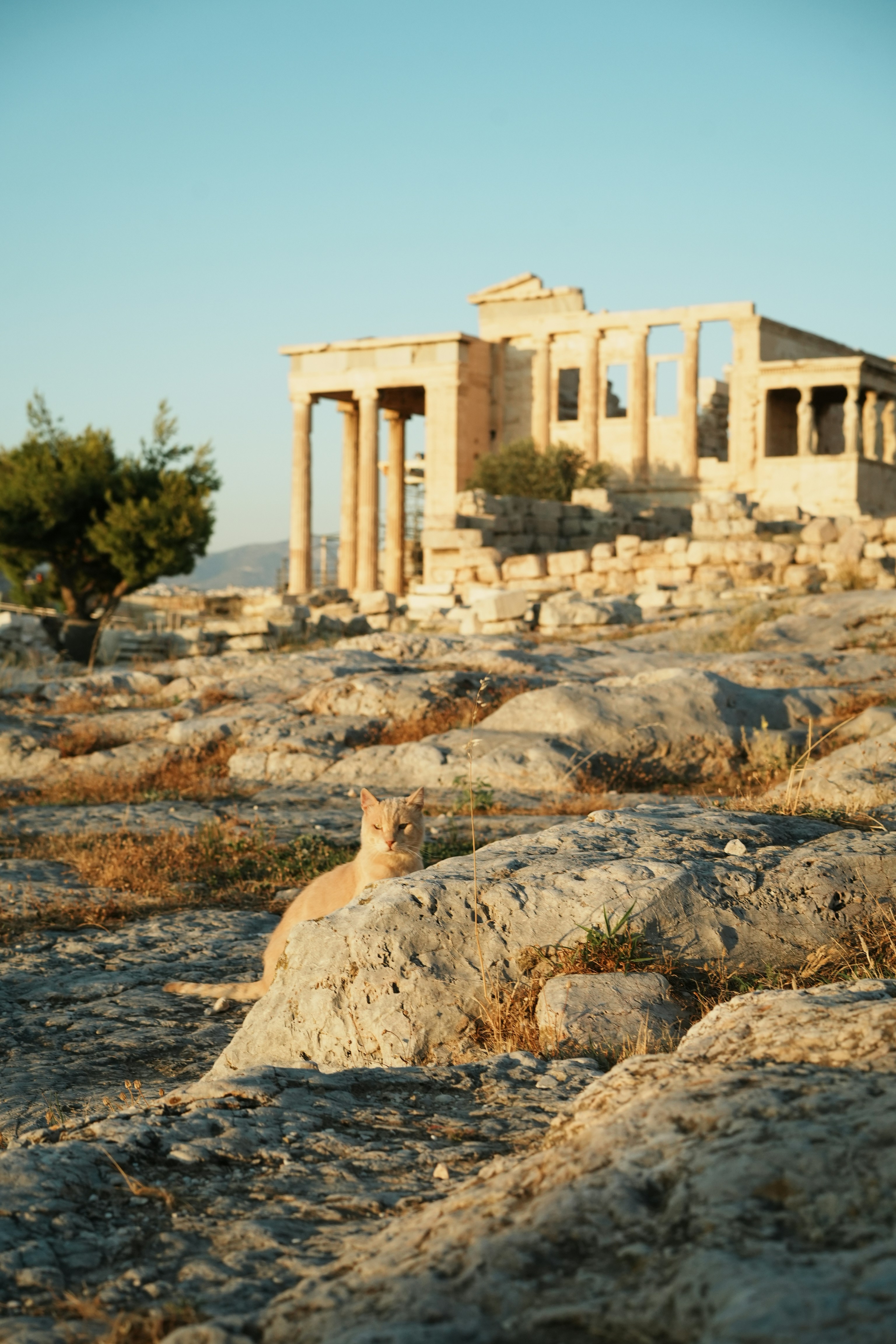 Cat and Ancient Ruins: A Silent Gaze Across Time
