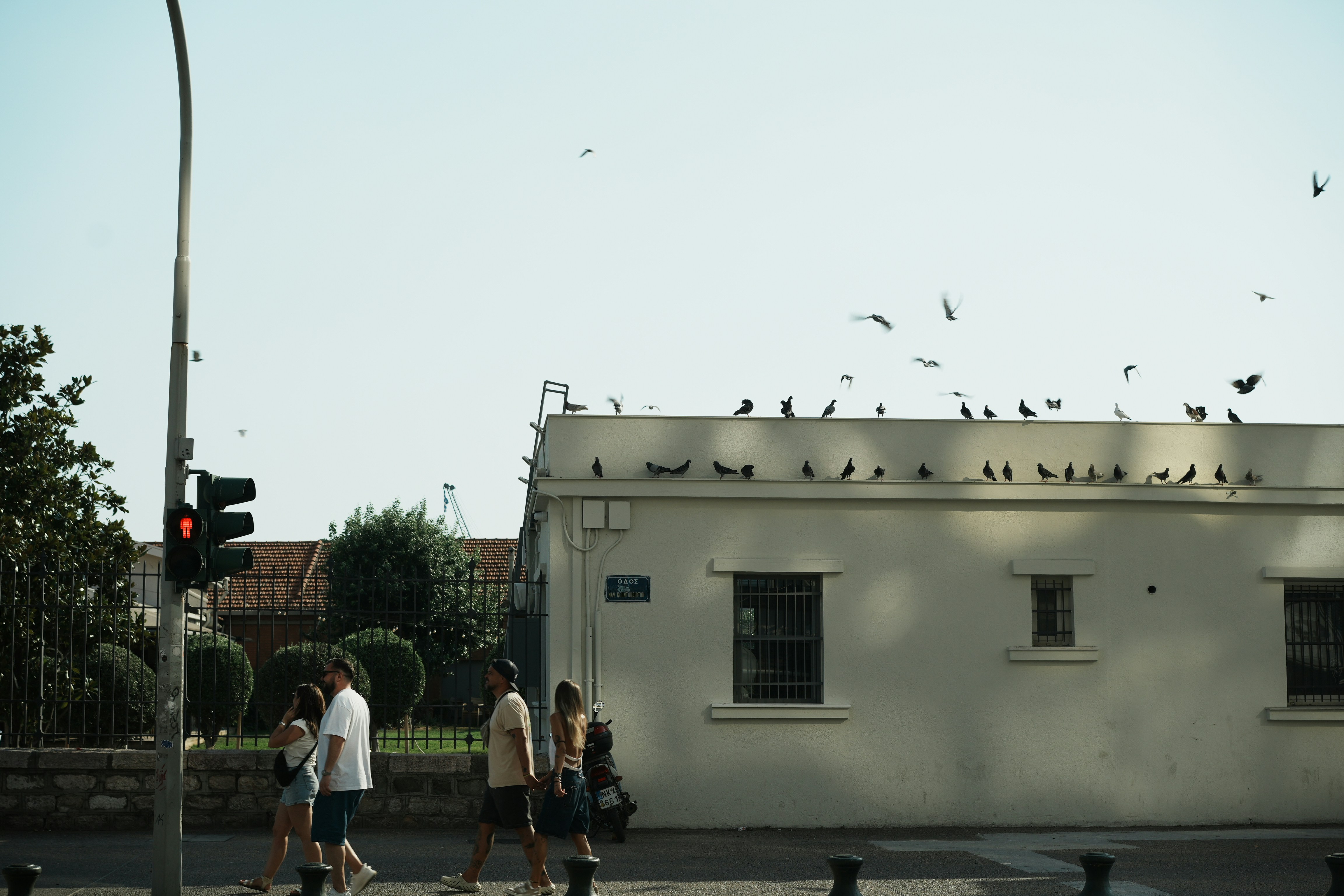 Pigeons Perched Along a Quiet Street Facade