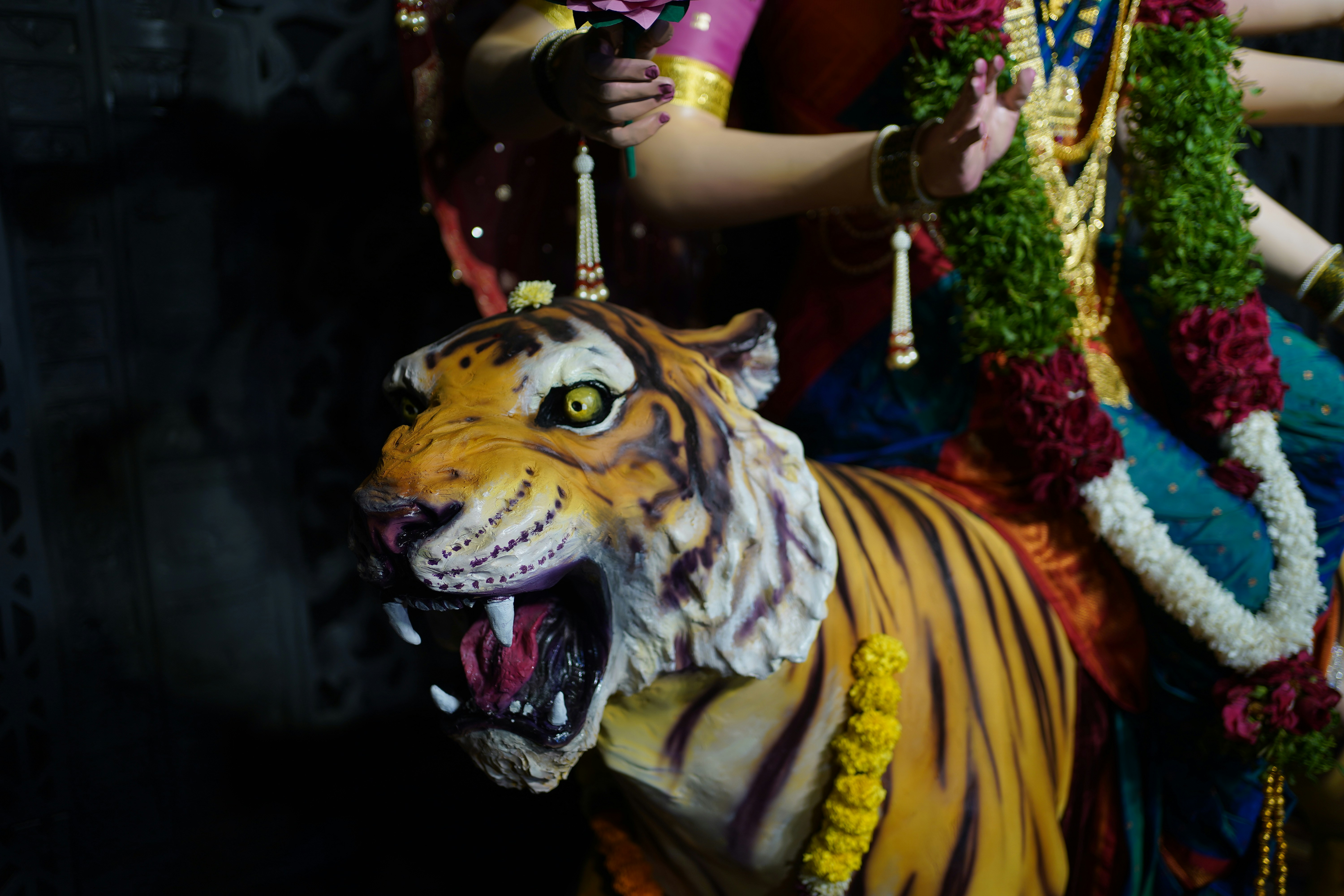 Sacred Tiger on Parade: A Distant Gaze Amid Floral Adornments