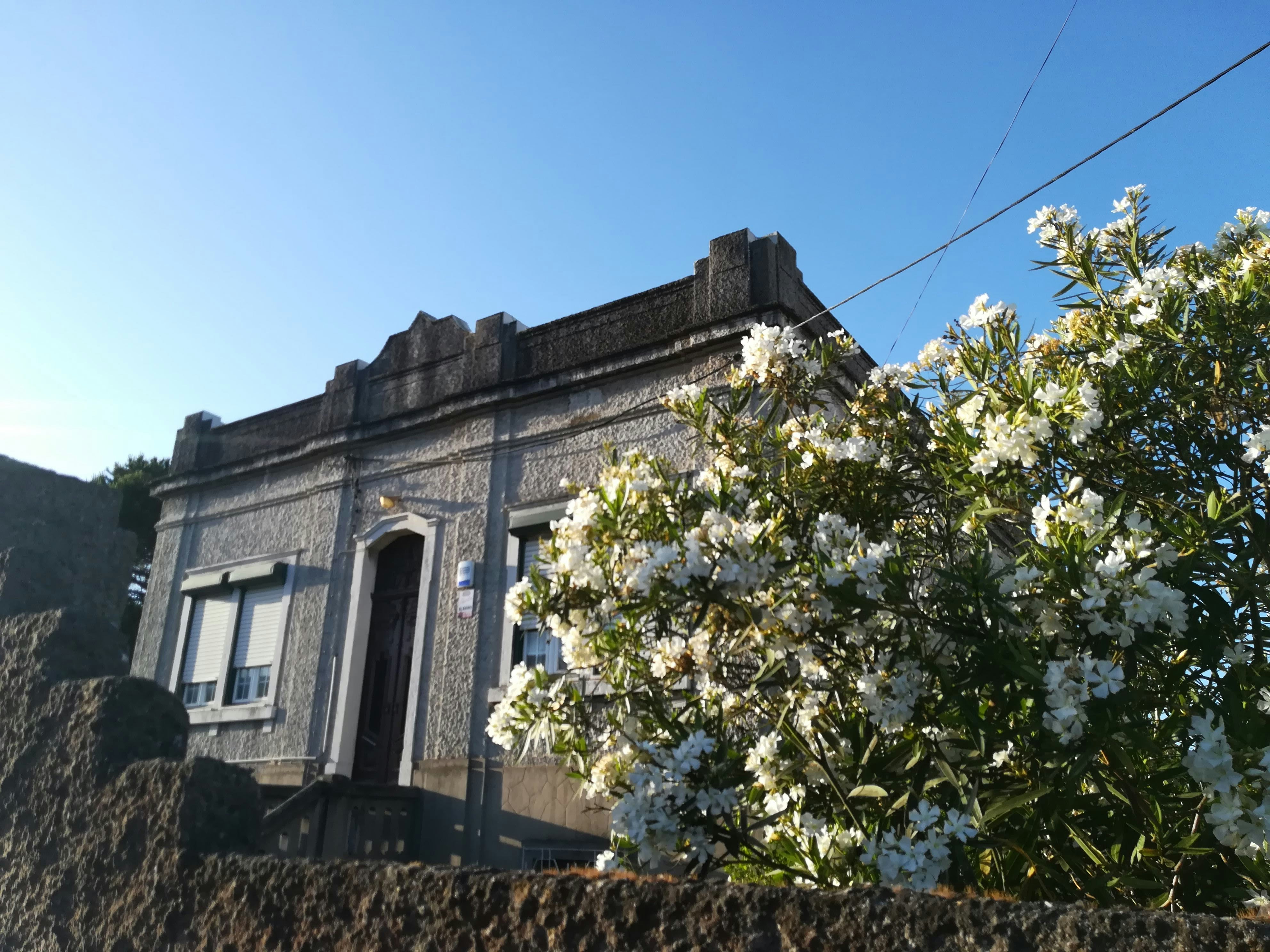 Quiet street view of a stone-tea house framed by a flowering shrub in bloom, bathed in warm morning light.