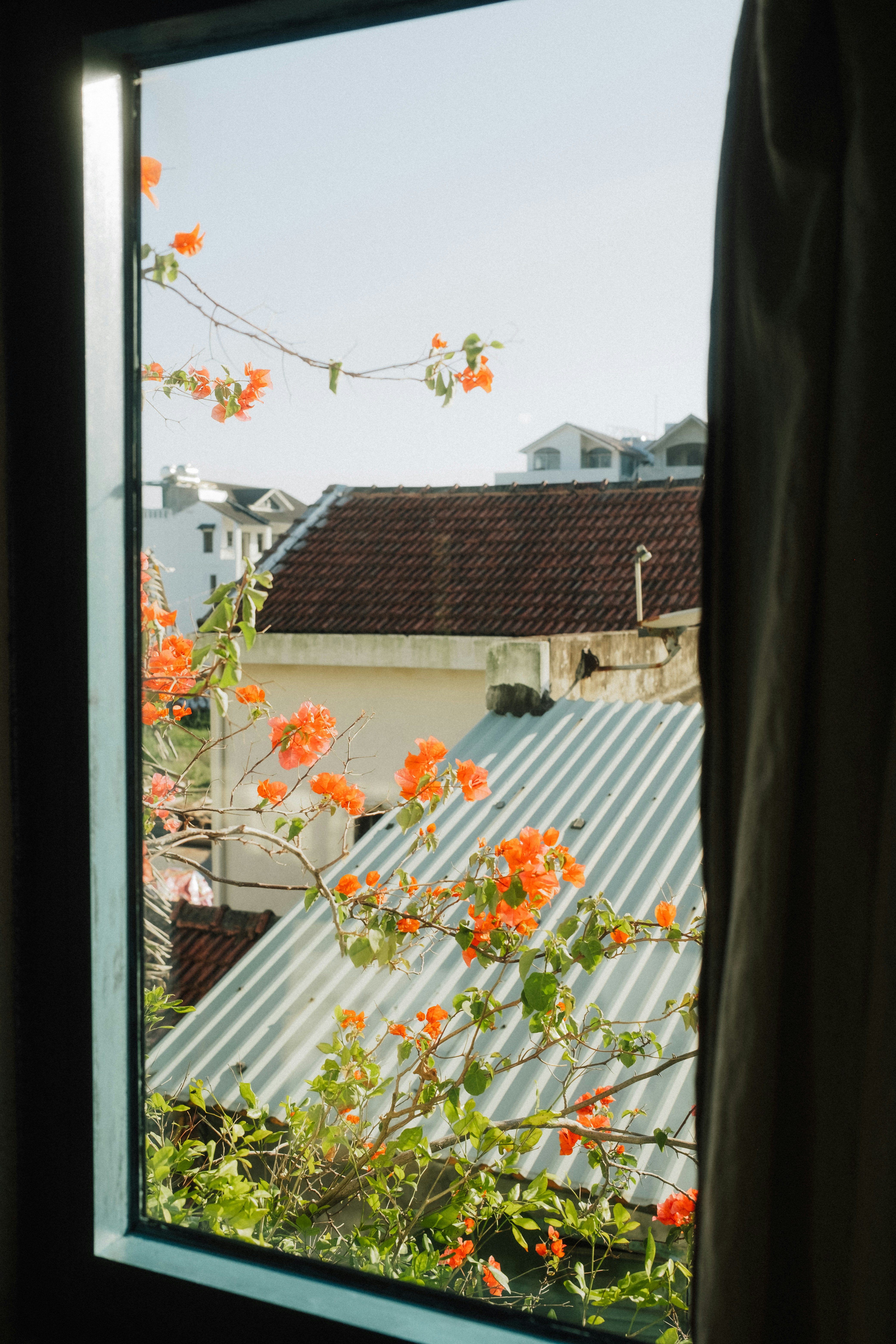 Window View of Bougainvillea and Rooftops