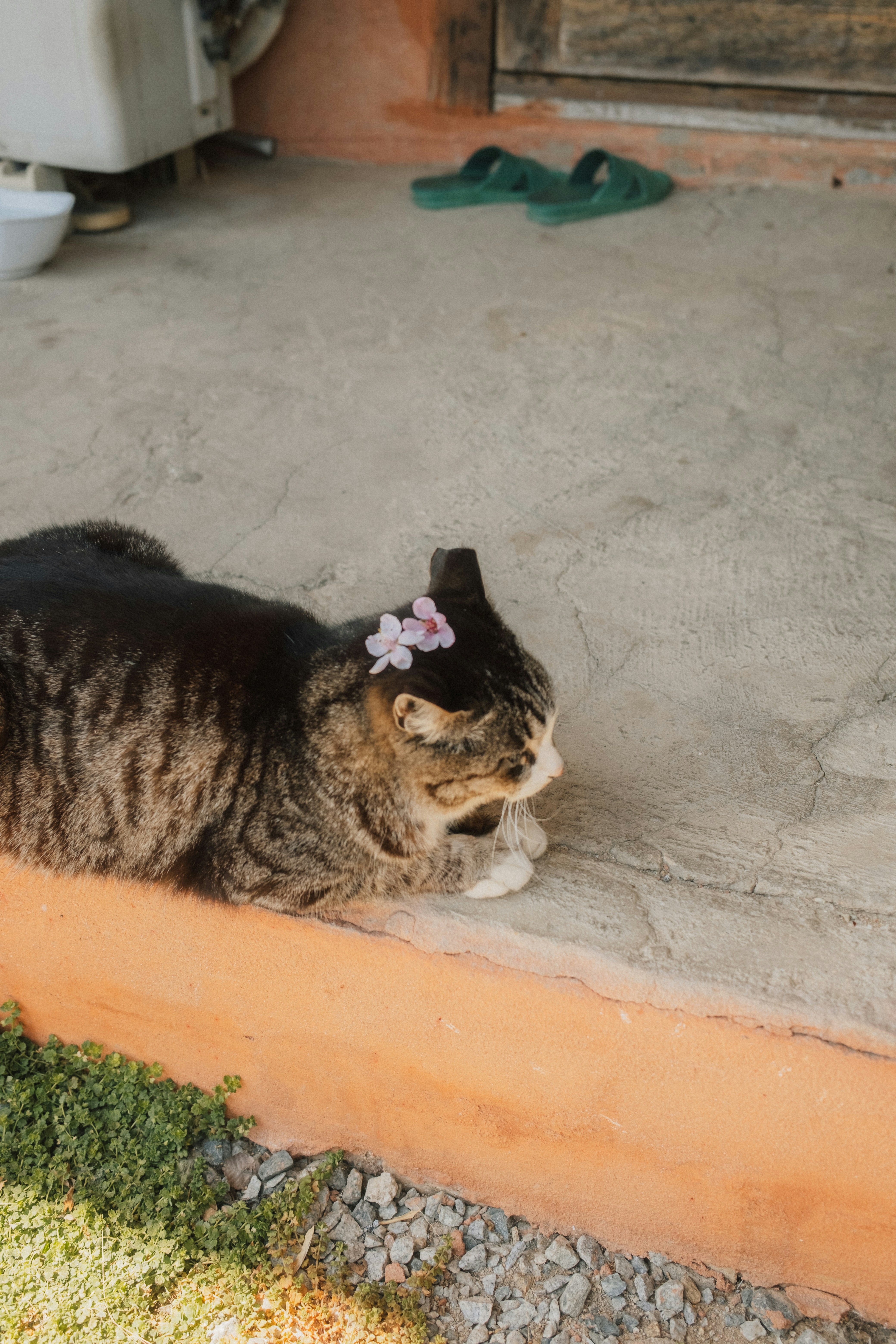 Floral Tuft: A Cat Lounges on a Concrete Threshold
