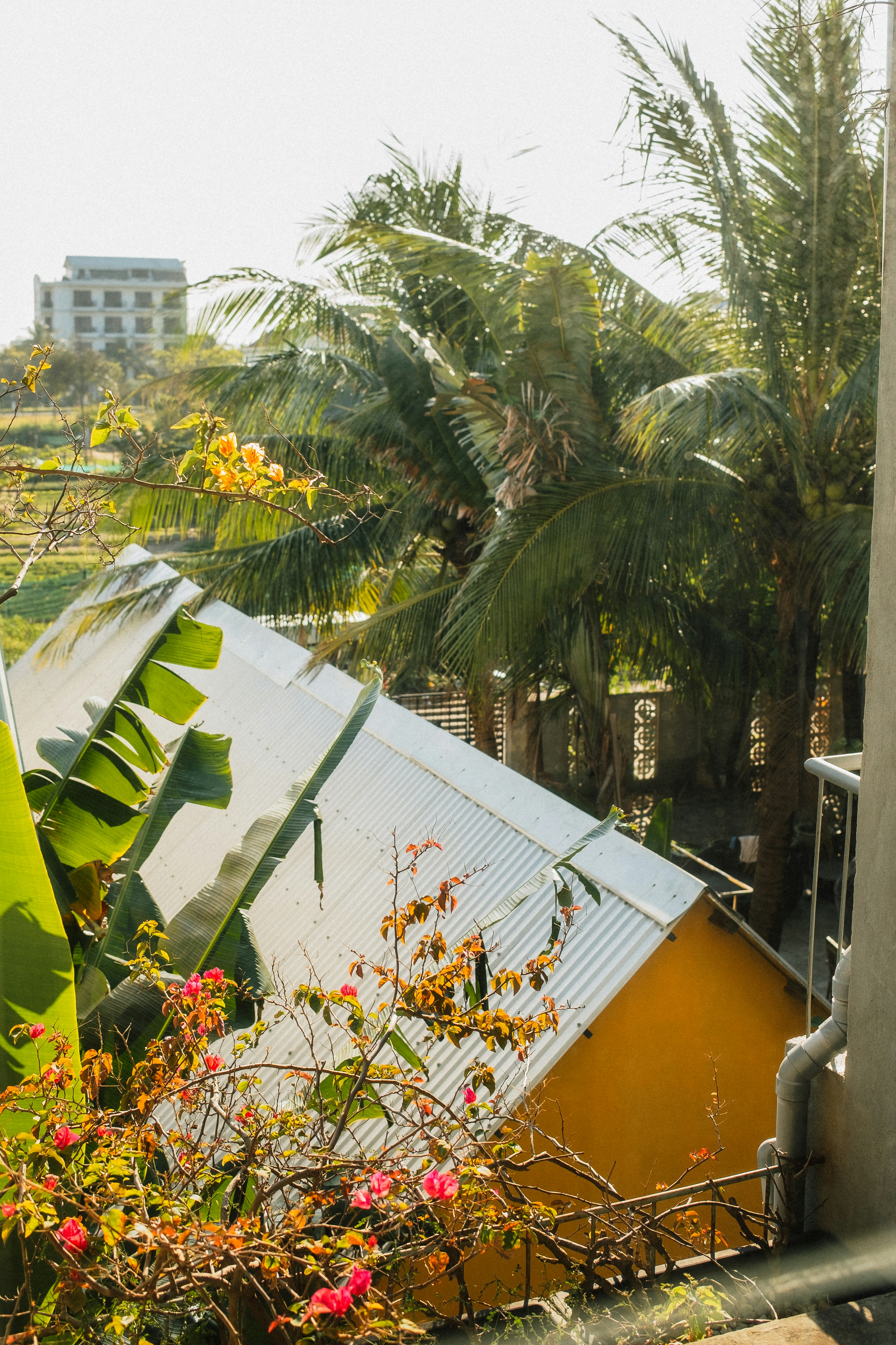 Sunlit Courtyard Serenade in a Tropical Terrace