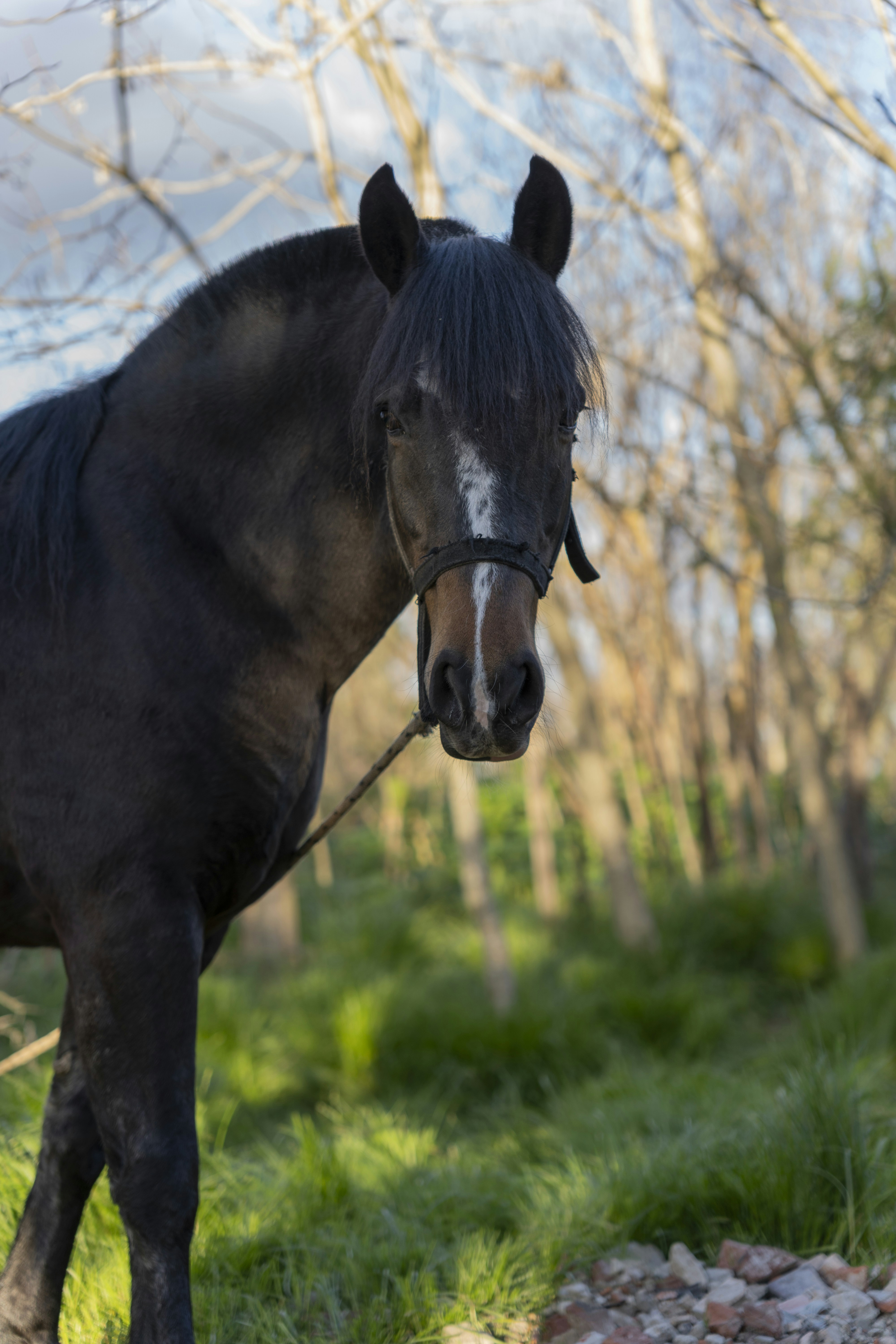 Portrait in the Pasture: A Black Horse Gaze