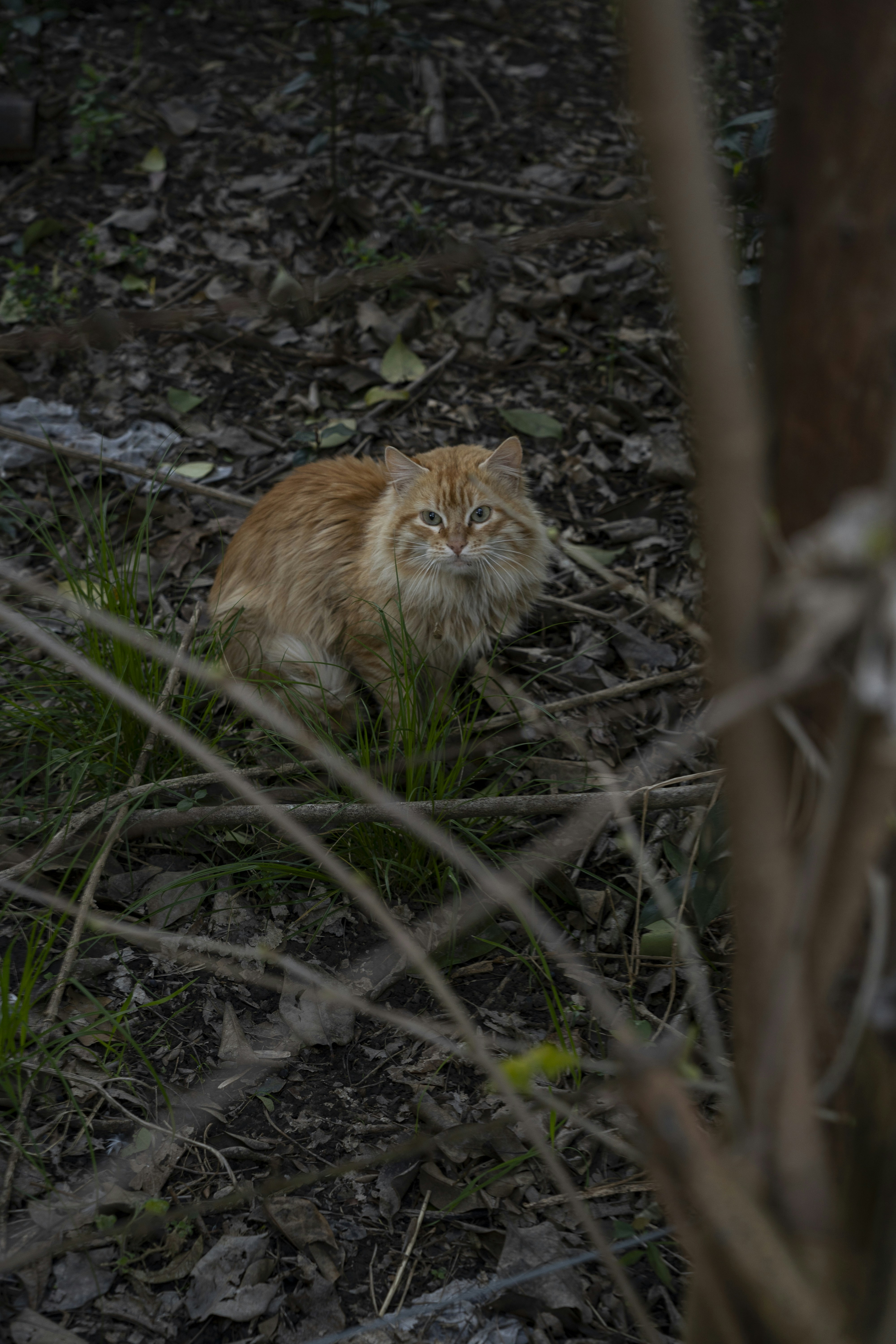 Amber-Wurled Stare: A Catsubject in Shadowed Underbrush