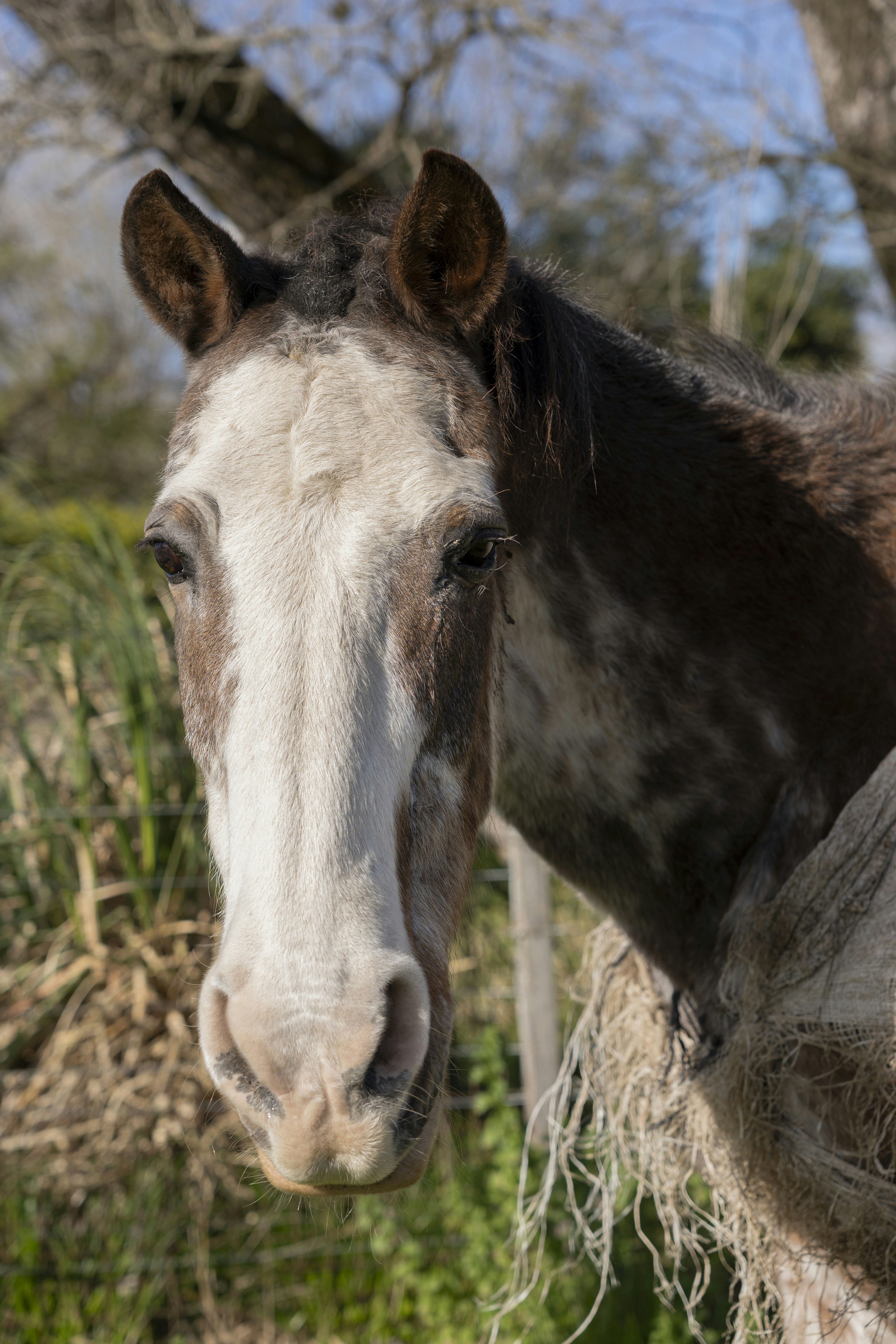 Front-Forward Portrait of a Horse: Gentle Gaze in Spring Light
